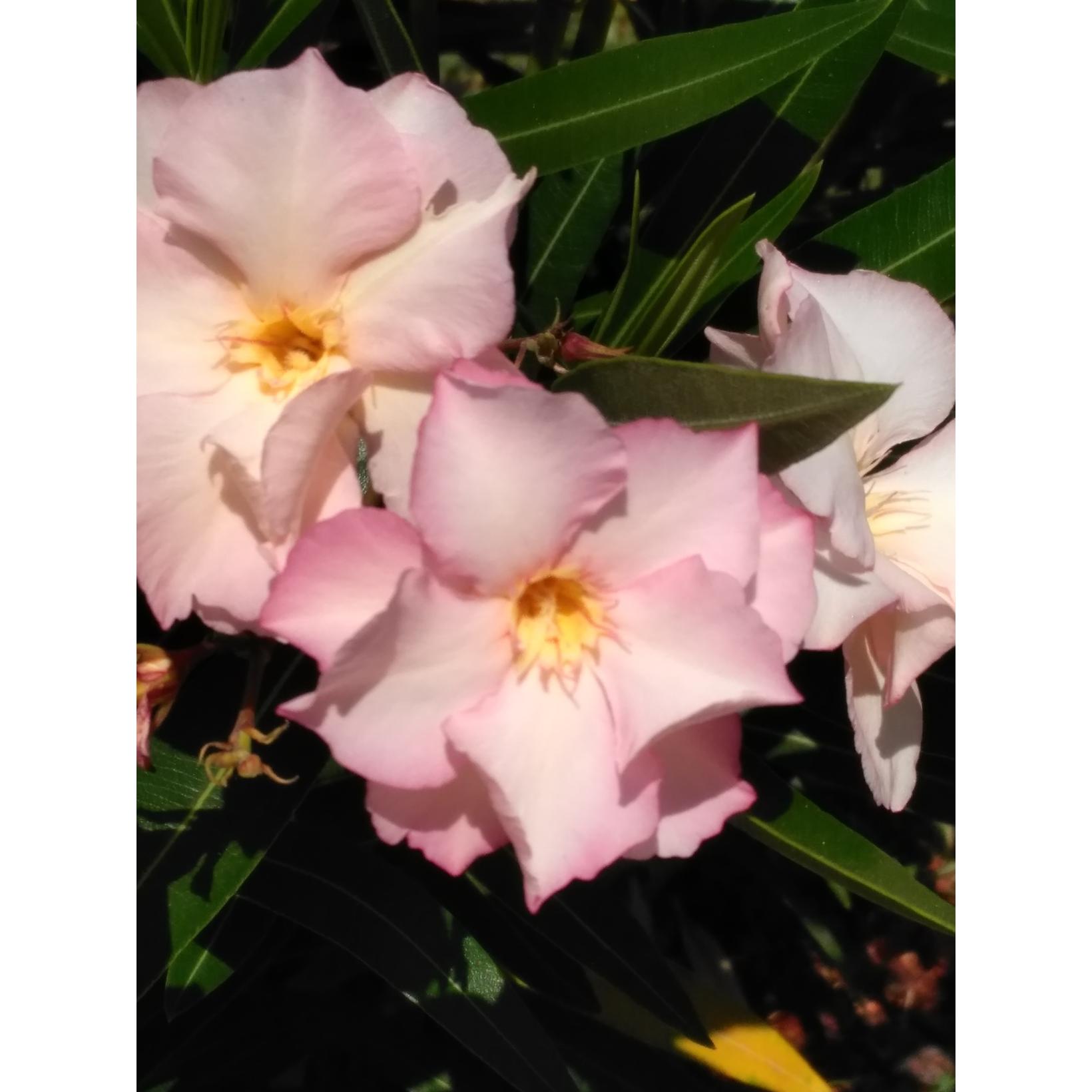 Laurier rose Provence - Nerium oleander - Arbuste persistant à grandes ...