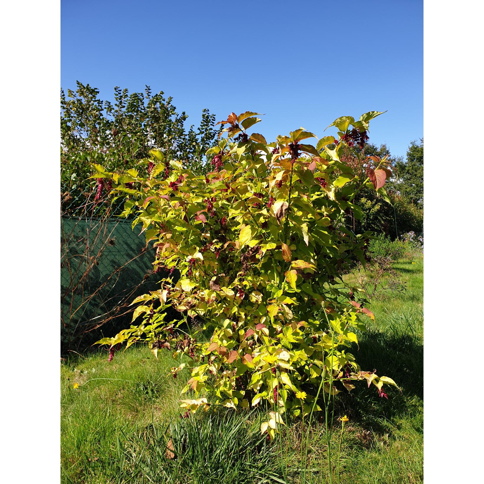 Leycesteria formosa Golden Lanterns - Arbre aux faisans à feuilles dorées