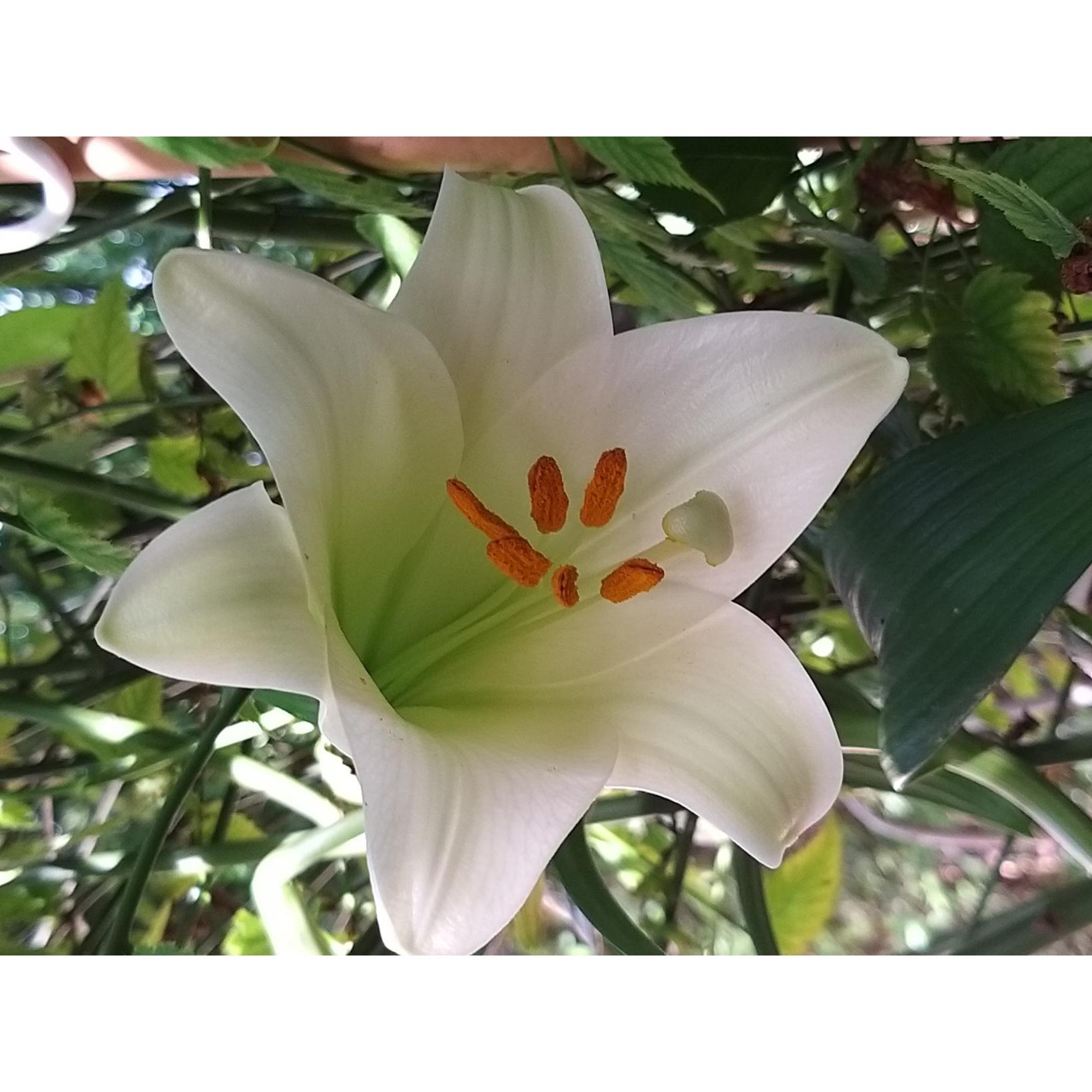 Lilium longiflorum Snow Queen - Lis à longues fleurs - Superbe variété ...