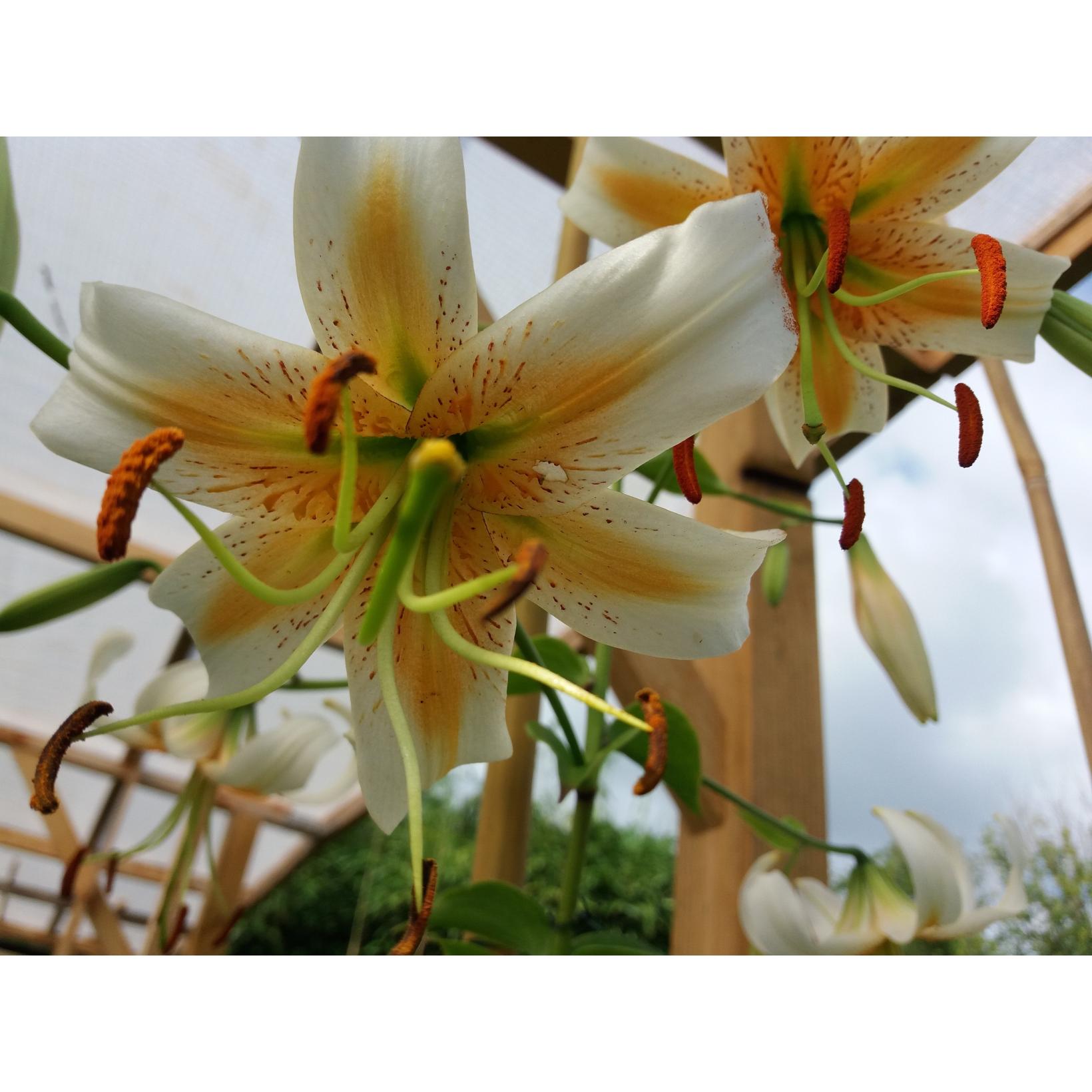 Lis hybride de henryi - Lilium Lady Alice