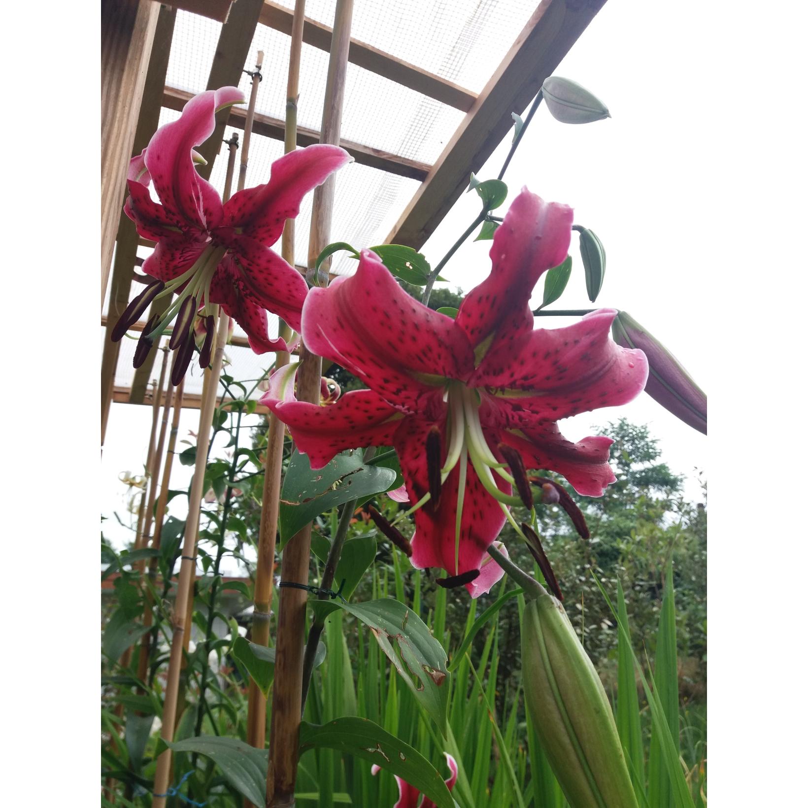 Lilium Miss Feya - Lis Groupe oriental/Trompette - Très grandes fleurs ...