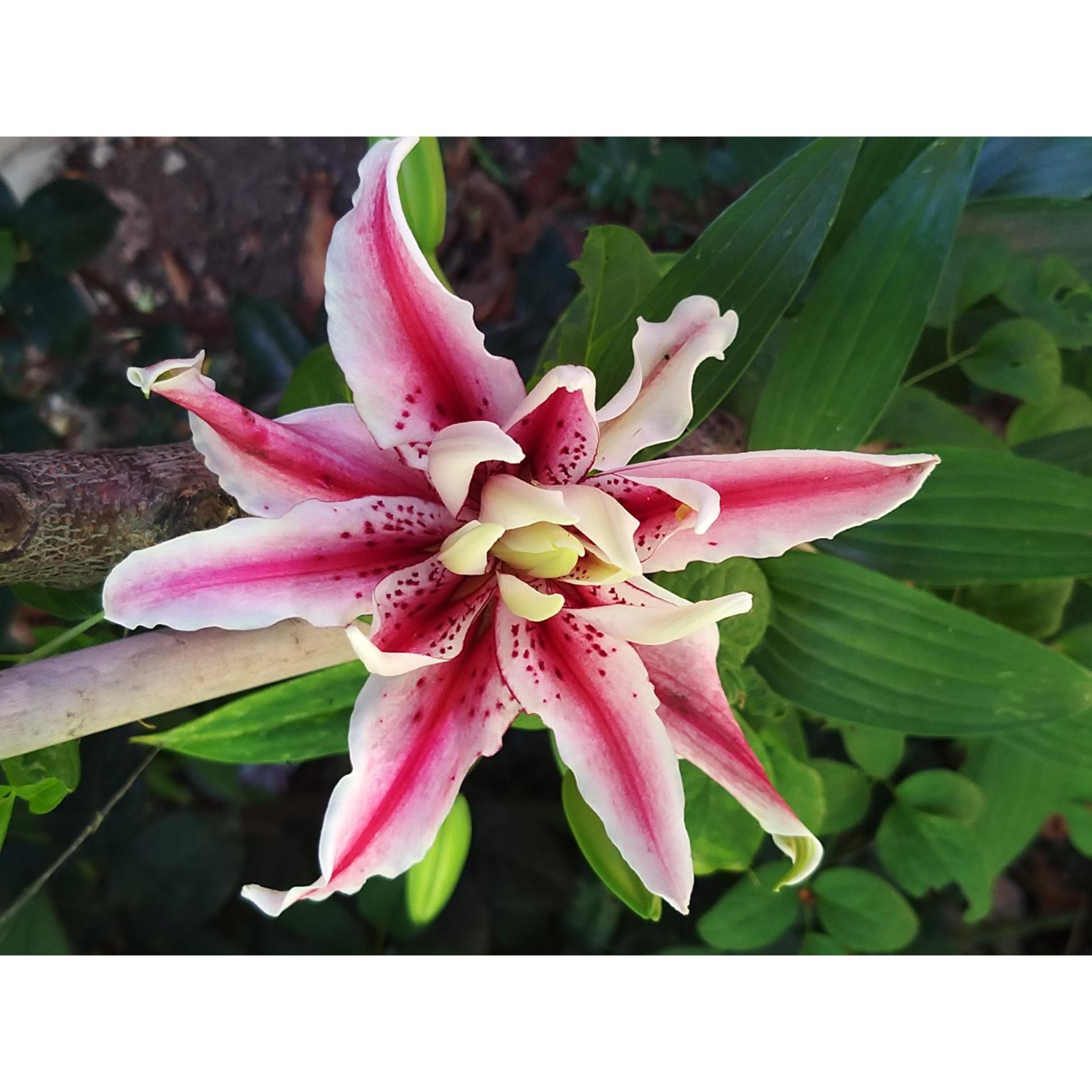 Lilium Magic Star - Groupe oriental double - Hybride - Grandes fleurs ...