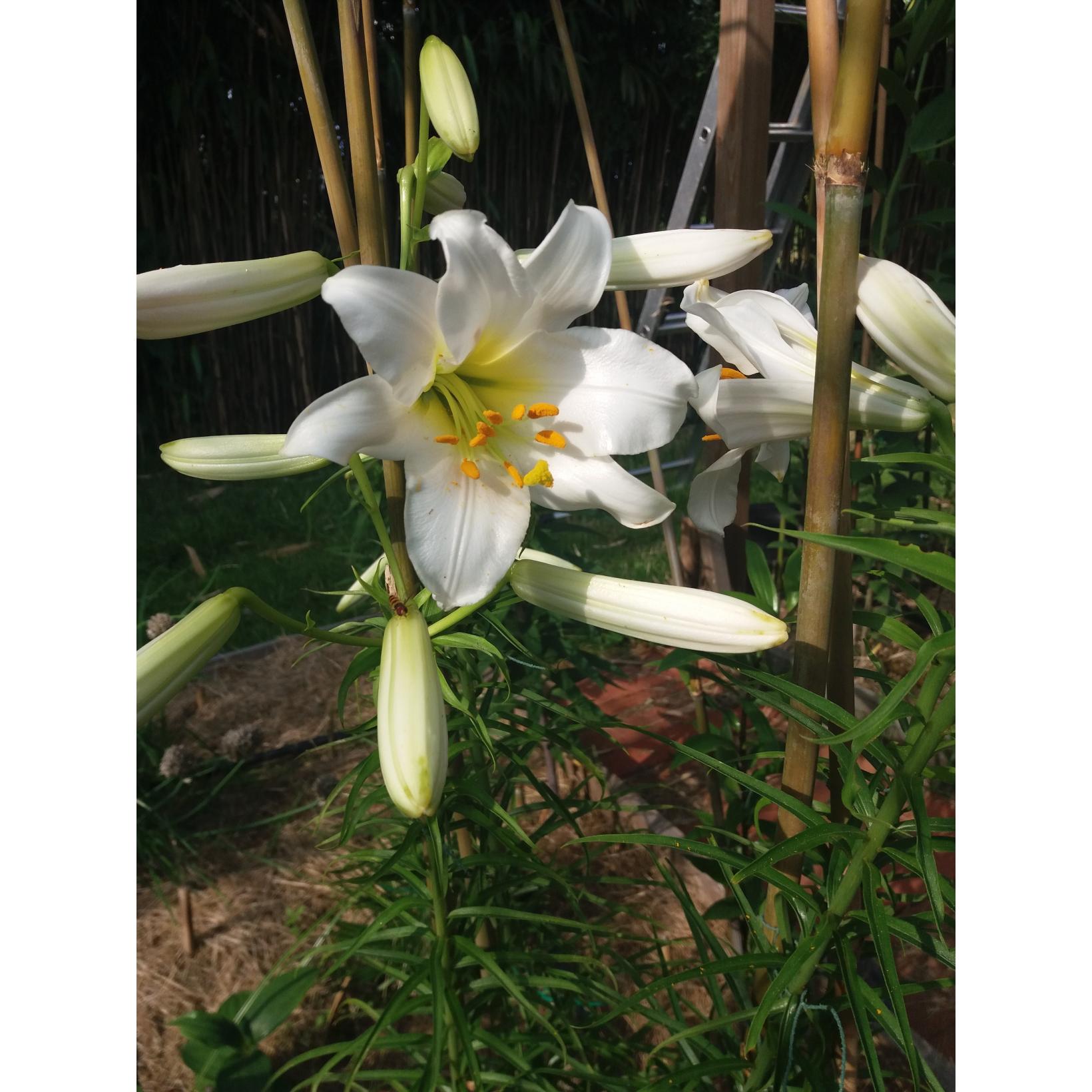 Lys royal blanc - Lilium regale Album - Lis royal blanc - Lis trompette ...