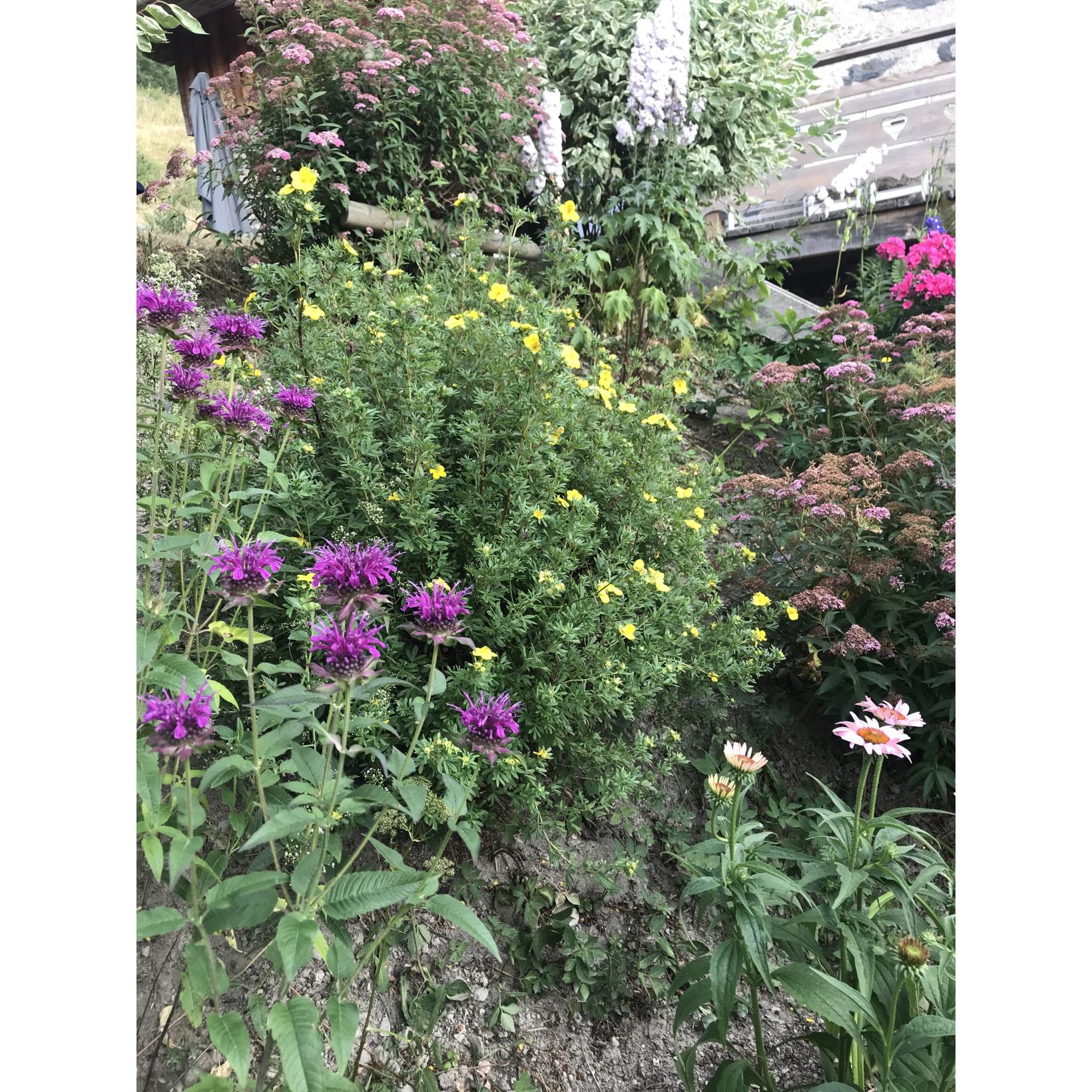 Monarde Scorpion - Monarda Bergamote - Vivace aromatique à fleurs lie ...