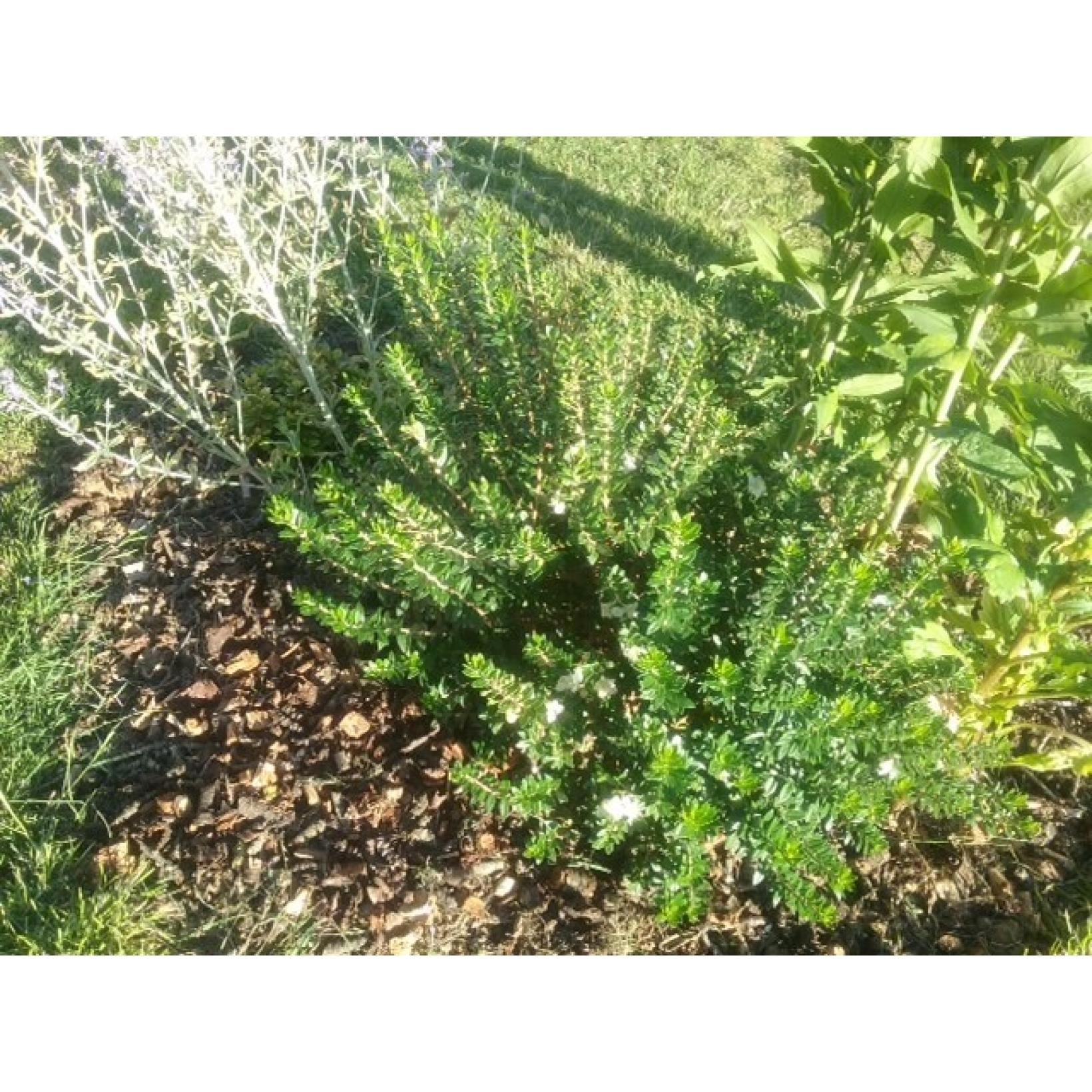 Myrte commun Tarentina - Myrtus communis compact et dense, peu exigeant