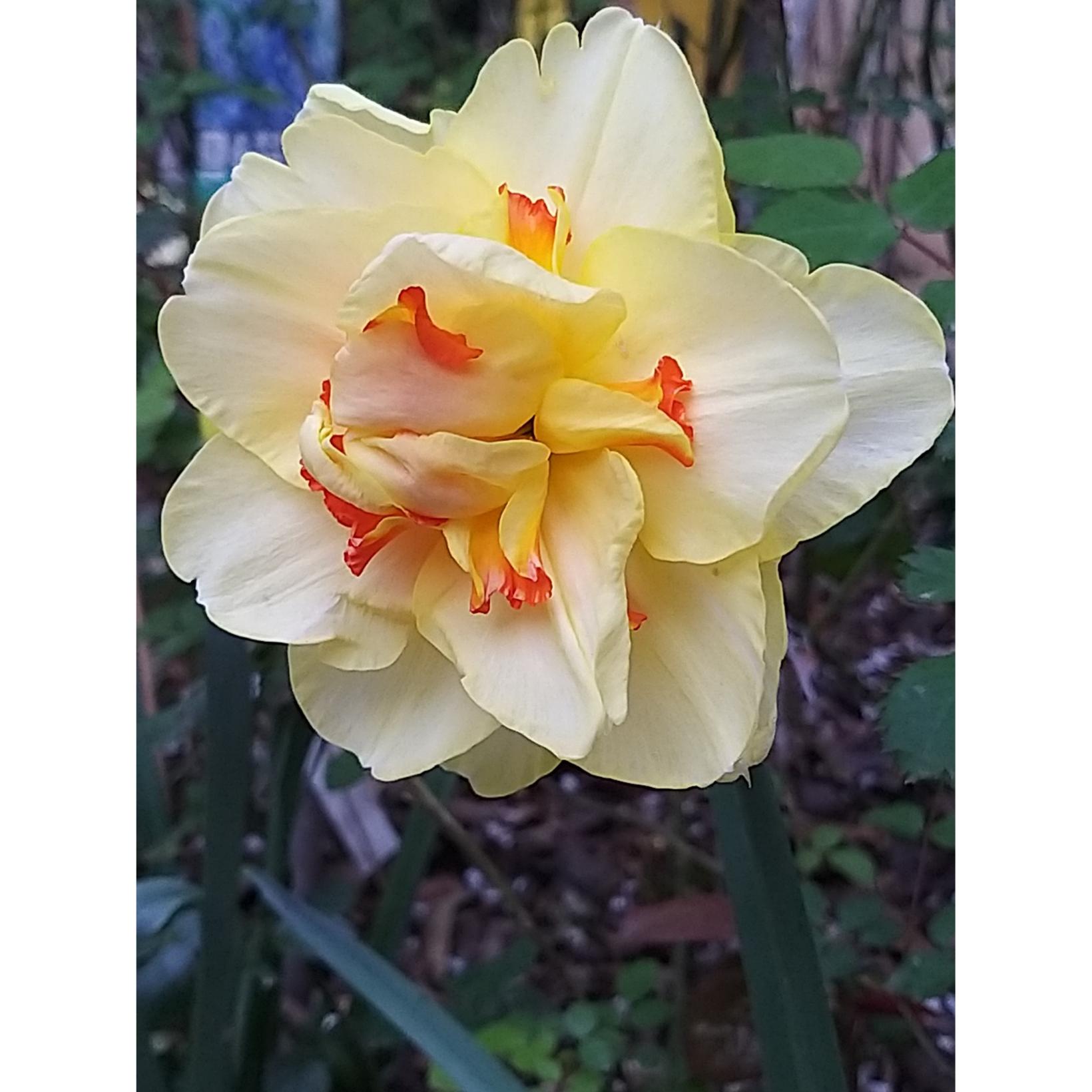Narcissus Tahiti - Narcisse double - Grandes fleurs jaune d'or mêlé d ...