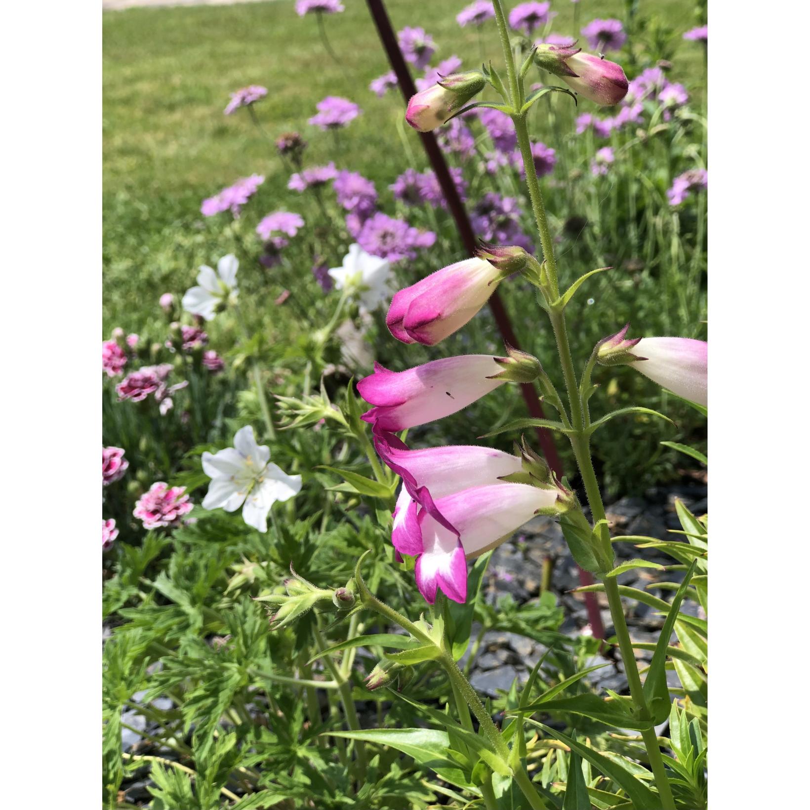Penstemon Pensham Laura - Galane vivace à fleurs rose vif, gorge blanche.
