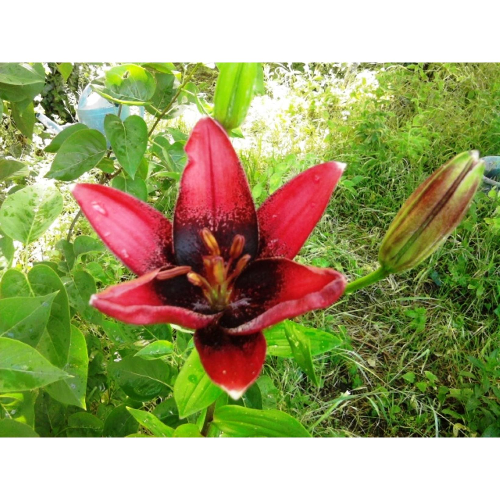 Lilium Purple Eye - Hybride de Lis asiatique - Lys - Fleurs ...