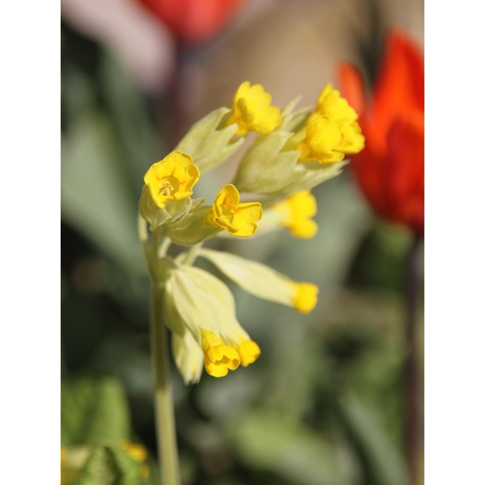 Primula veris - Primevère officinale ou Coucou - Vivace à fleurs jaunes