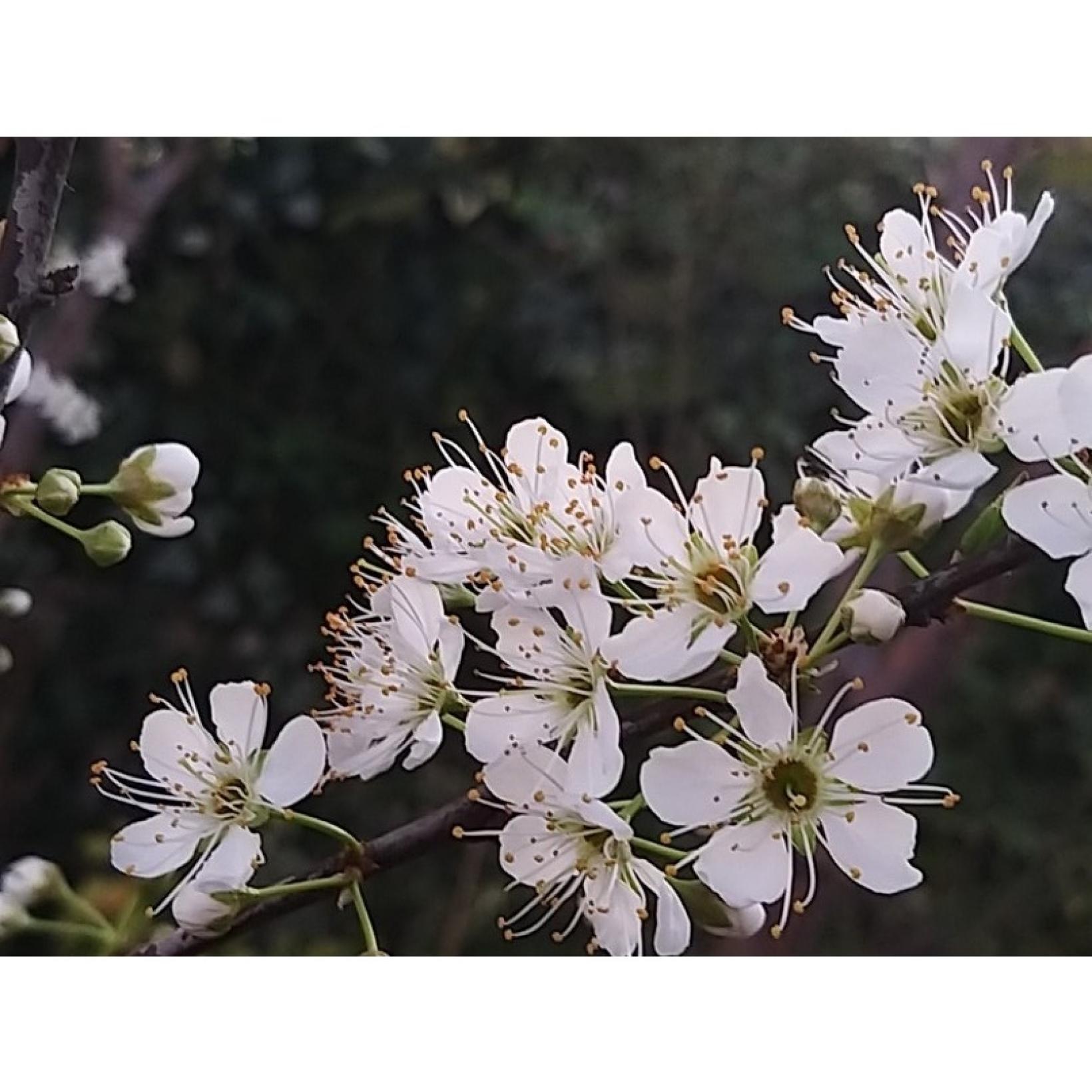 Prunier Victoria - Prunus domestica productif à gros fruits rouge violet