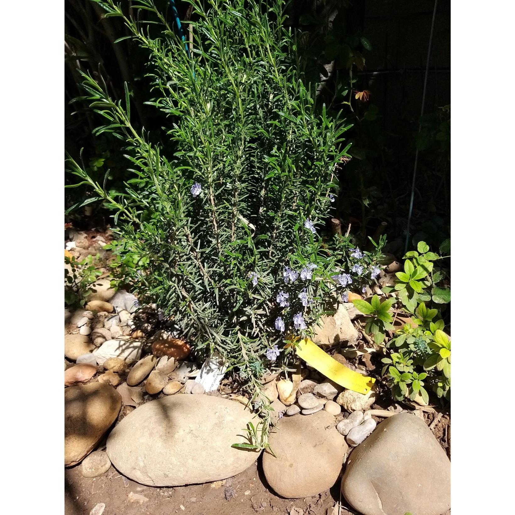 Romarin - Rosmarinus officinalis - Plante aromatique et condimentaire