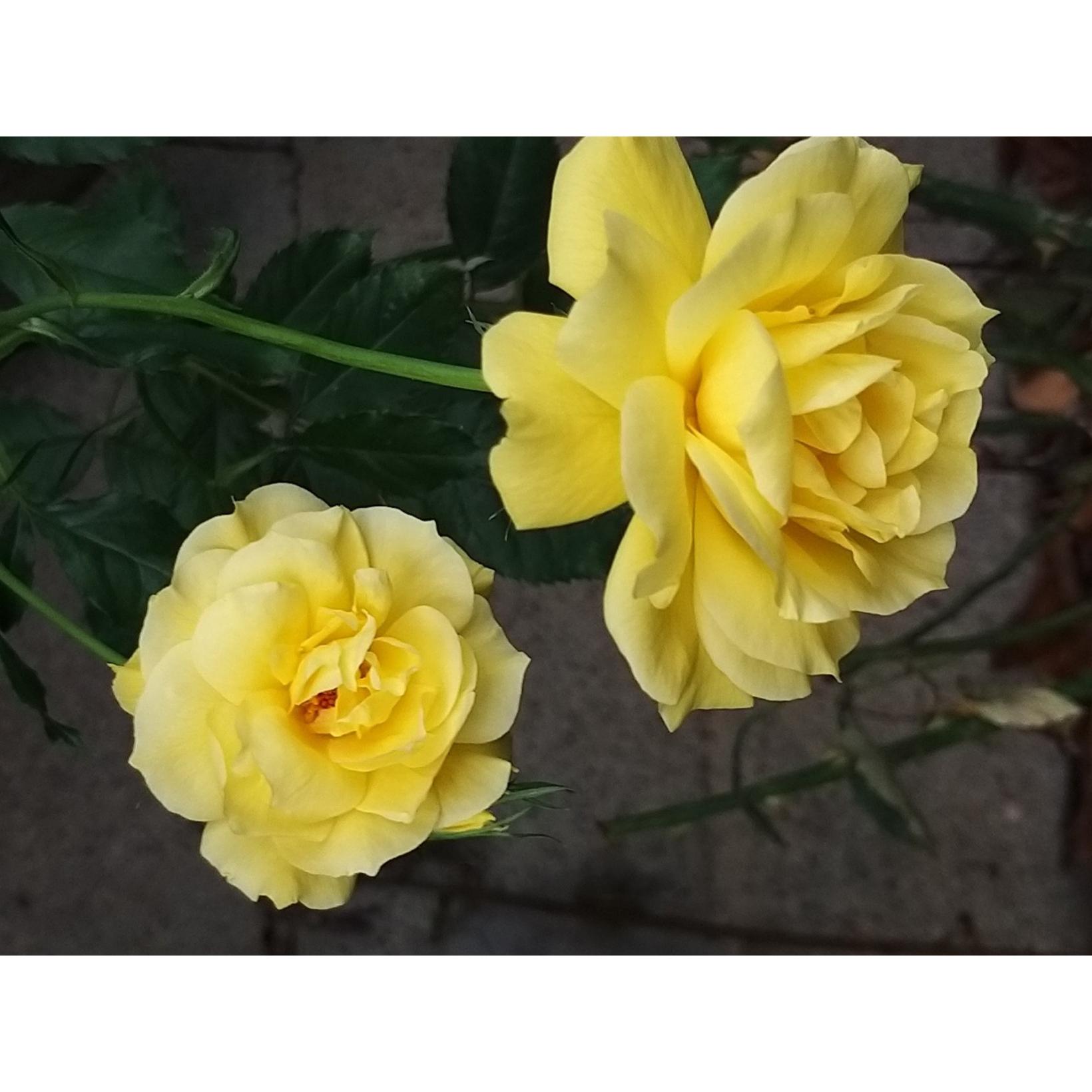 Rosa (x) floribunda Friesia ® - Rosier à fleurs groupées, arbustif ...
