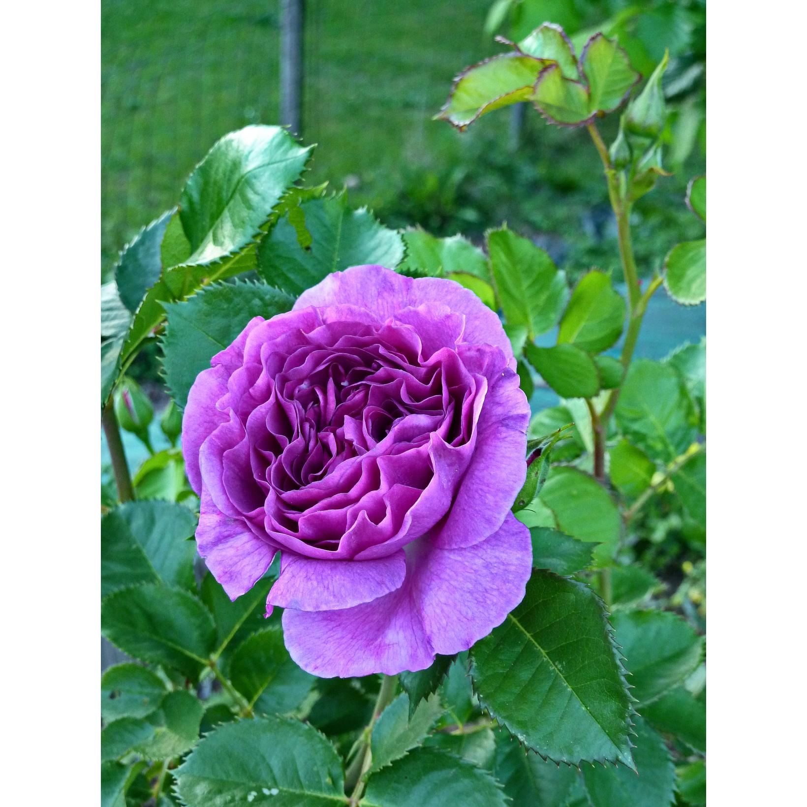 Rosier Minerva - Rosa (x) floribunda - Des bouquets de roses très ...