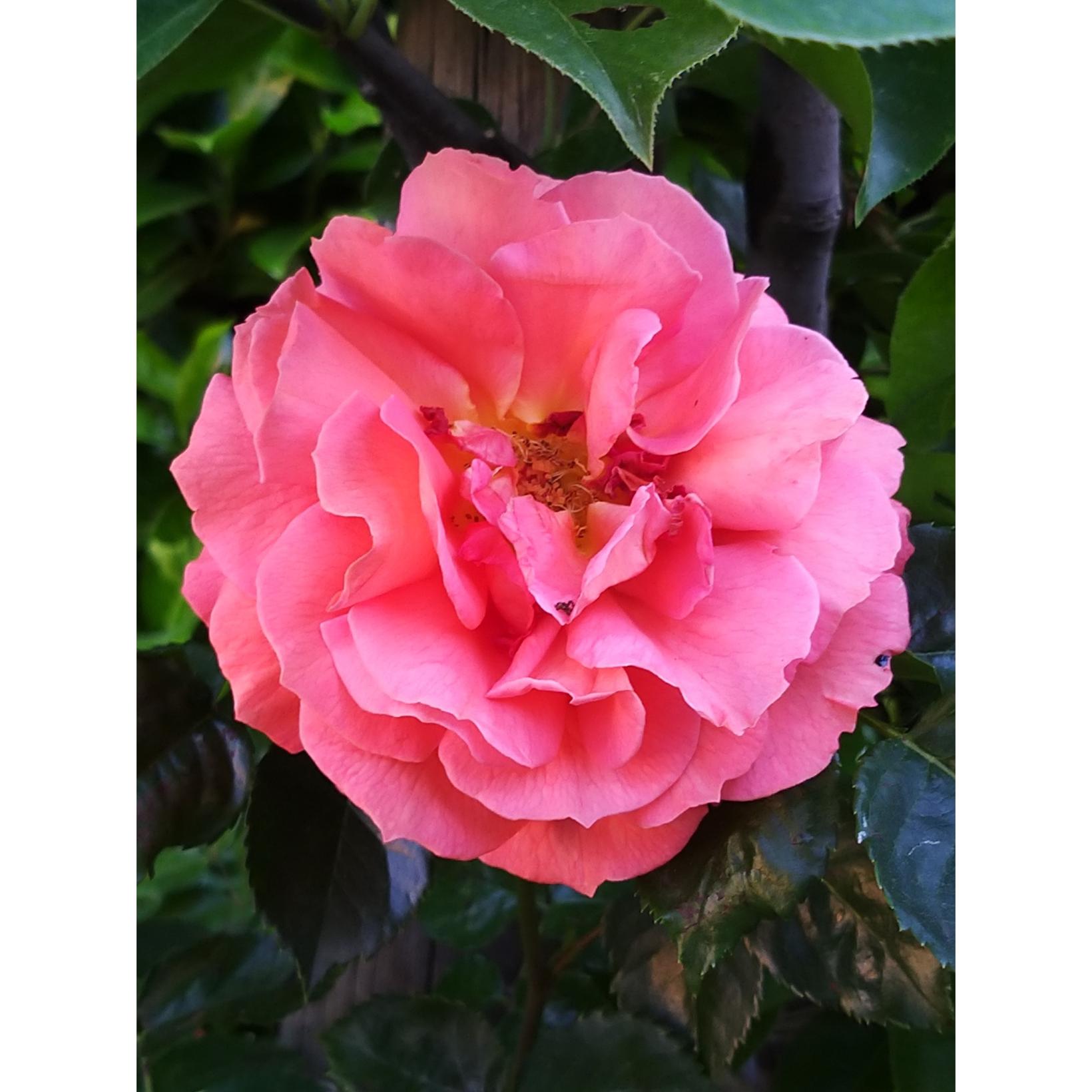 Rosier à fleurs groupées Orangerie - Roses doubles, orange intense ...