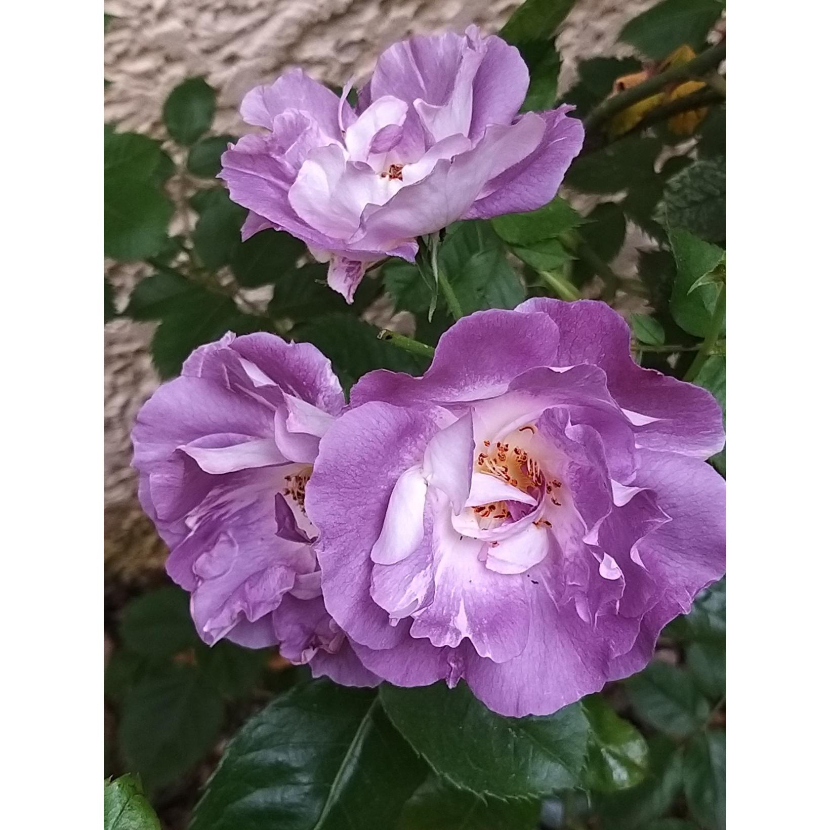 Rosa Pacific Dream Pejamblu - Rosier buisson à fleurs groupées semi ...