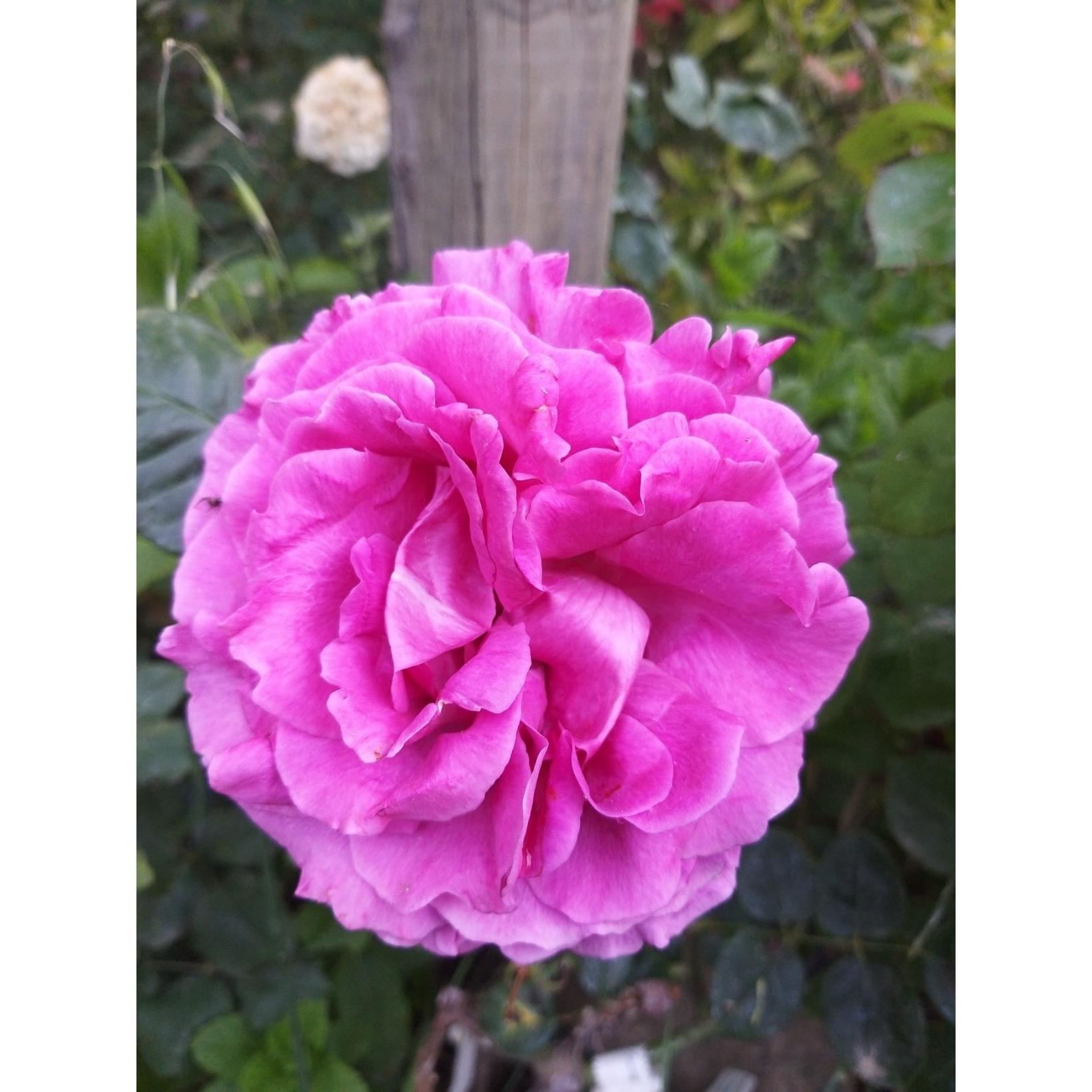 Rosier à grandes fleurs Chartreuse de Parme - Fleurs rose violacé, au ...