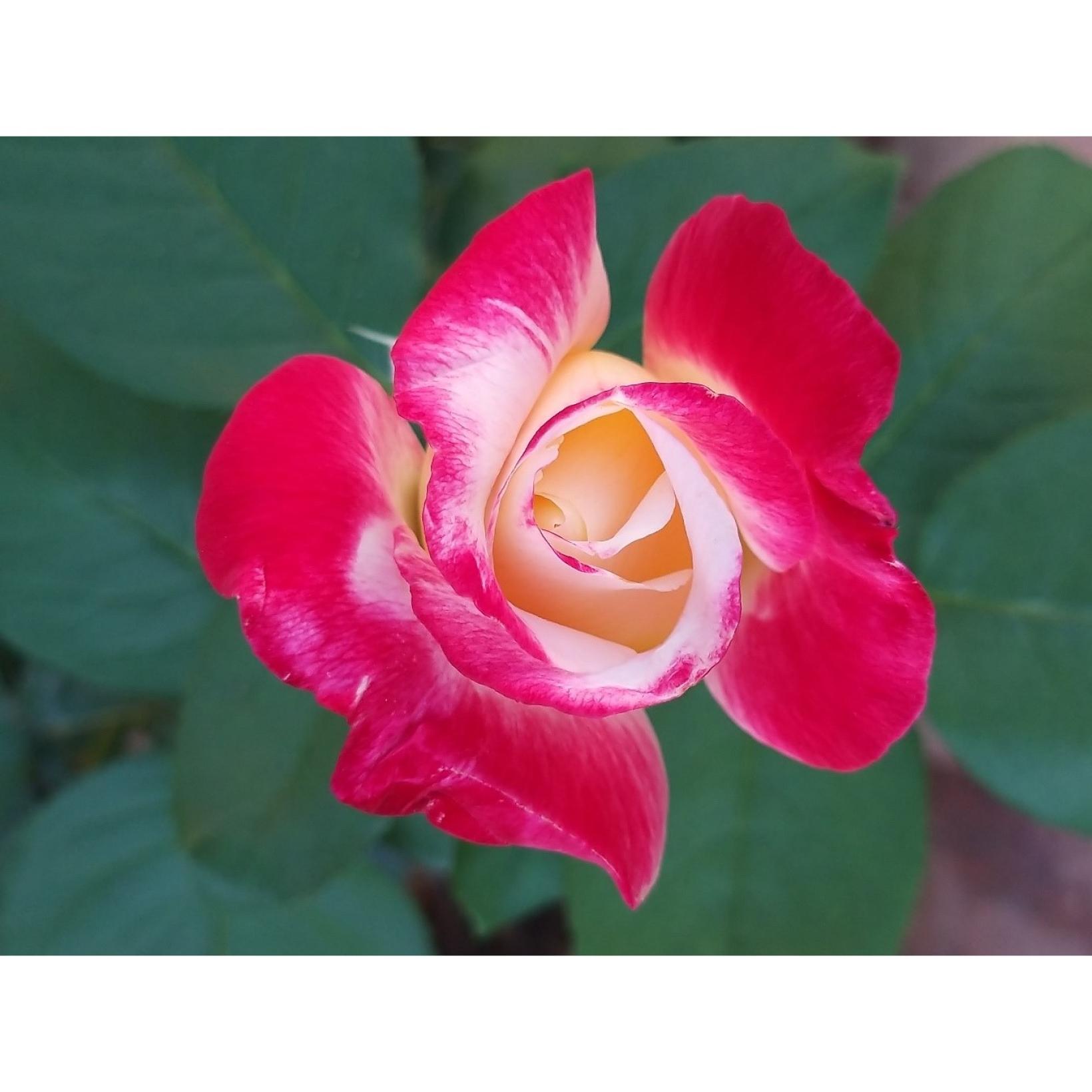 Rosa Double Delight - Rosier buisson puissant, très parfumé, aux larges ...