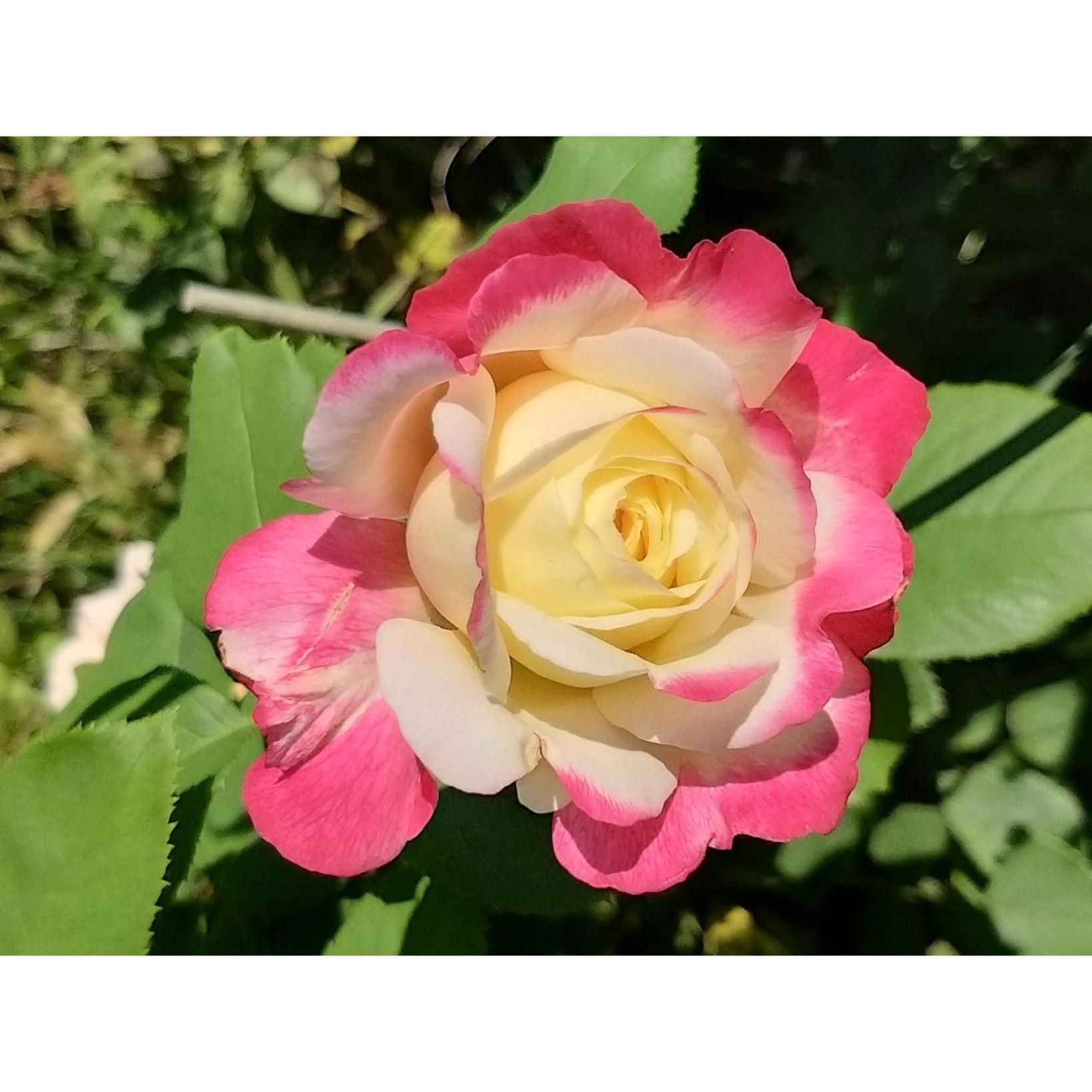 Rosa Double Delight - Rosier buisson puissant, très parfumé, aux larges ...