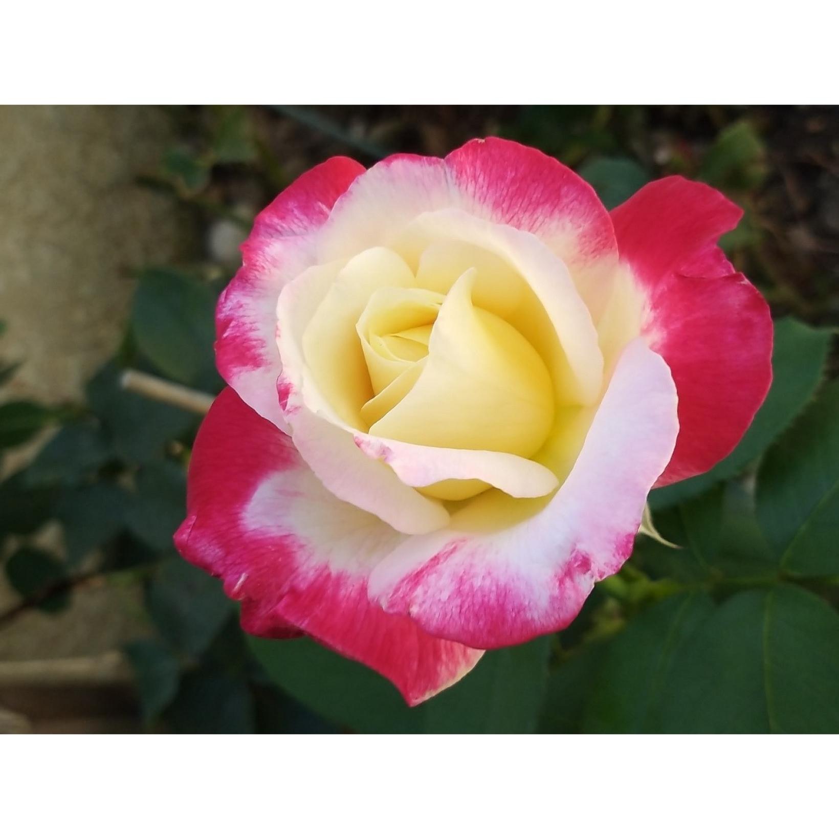 Rosa Double Delight - Rosier buisson puissant, très parfumé, aux larges ...