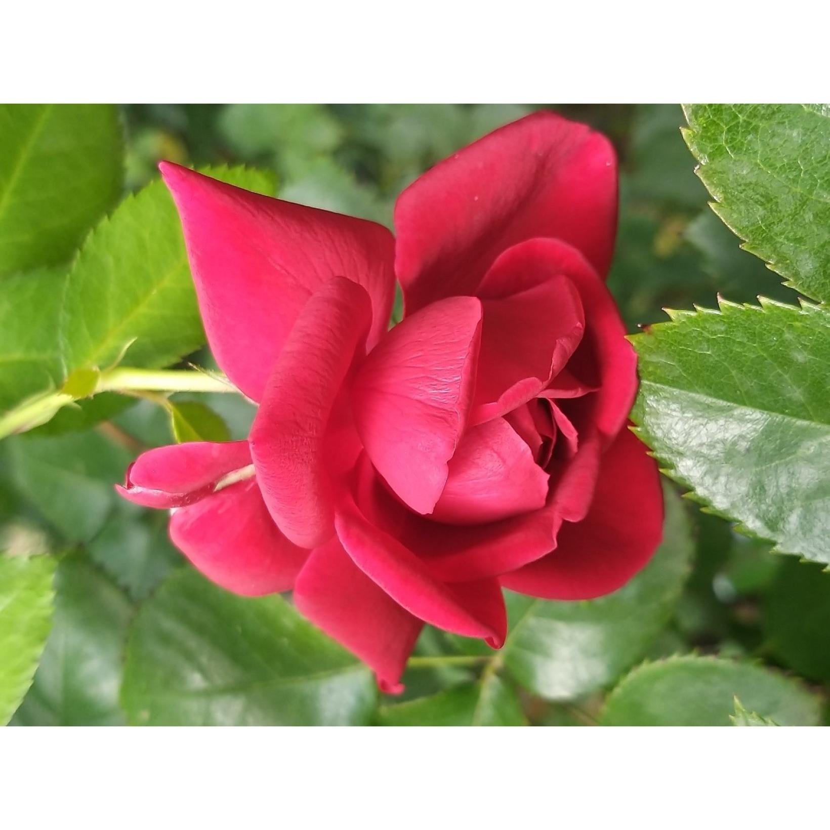Rosier à grandes fleurs République de Montmartre - Fleurs rouge intense ...