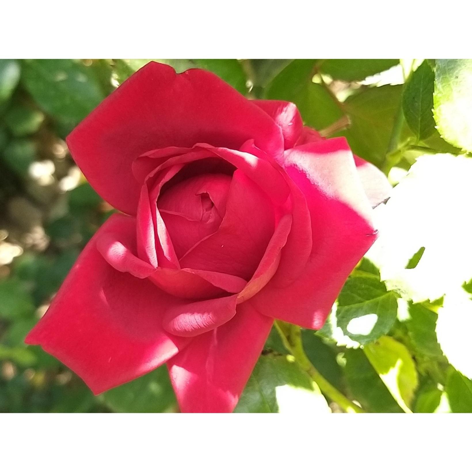 Rosier à grandes fleurs République de Montmartre - Fleurs rouge intense ...