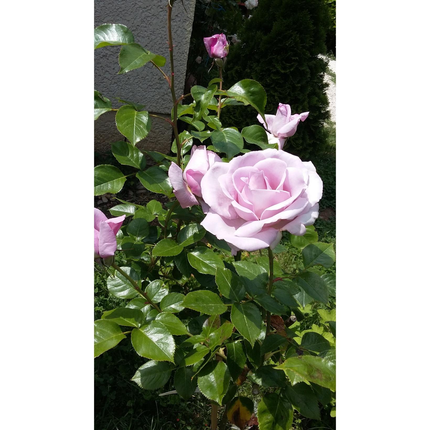 Rosier Rose Synactif by Shiseido - Grandes fleurs mauve lilas, doubles ...