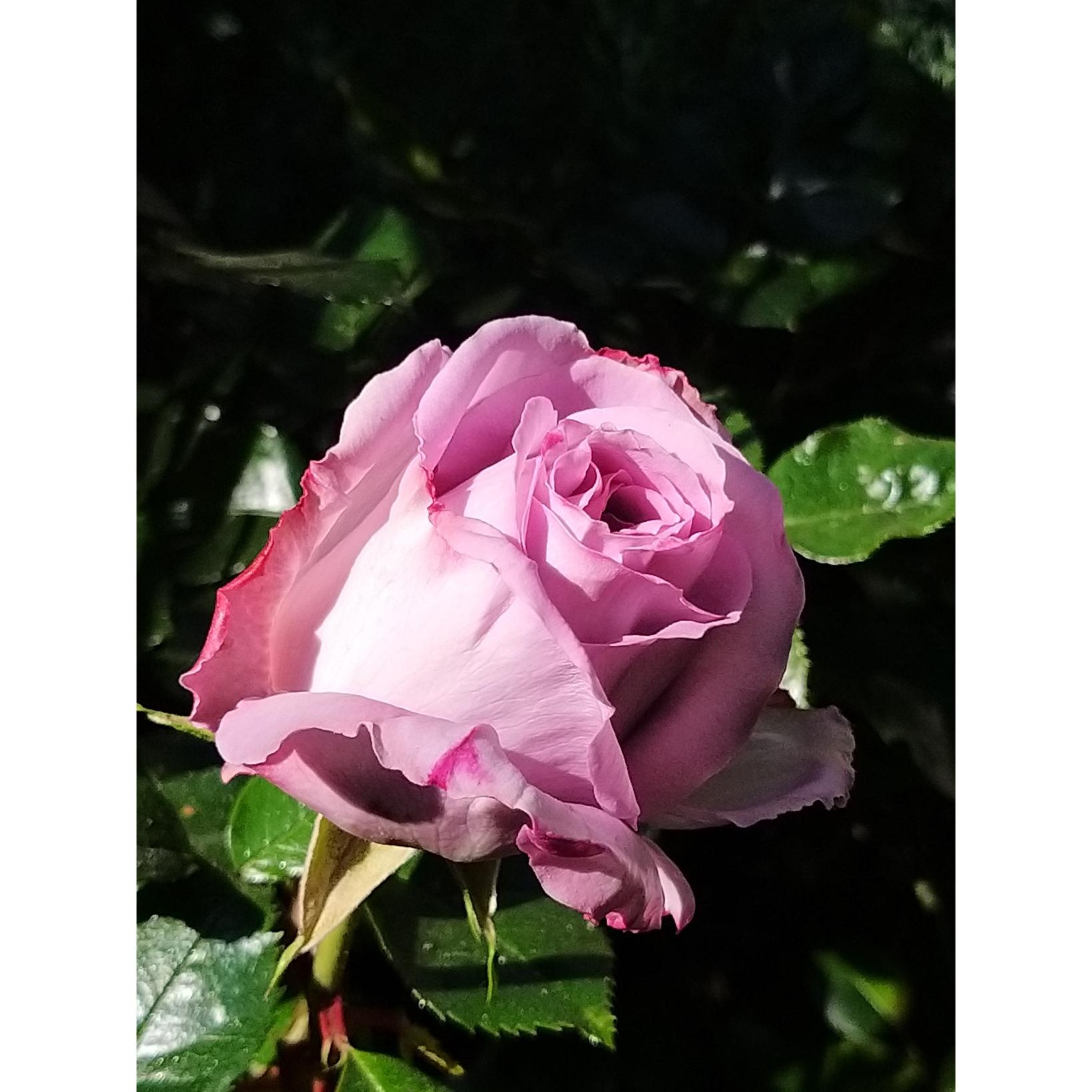 Rosier Rose Synactif by Shiseido - Grandes fleurs mauve lilas, doubles ...