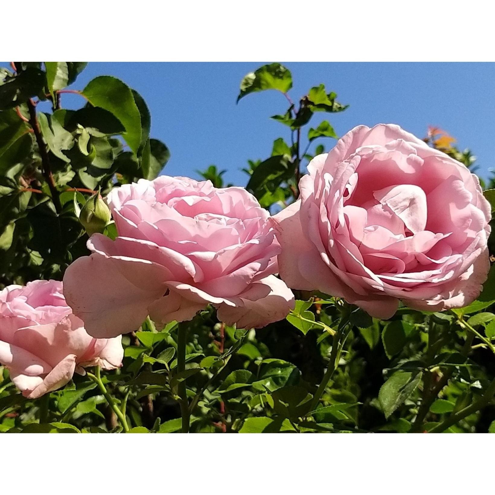 Rosier Rose Synactif by Shiseido - Grandes fleurs mauve lilas, doubles ...