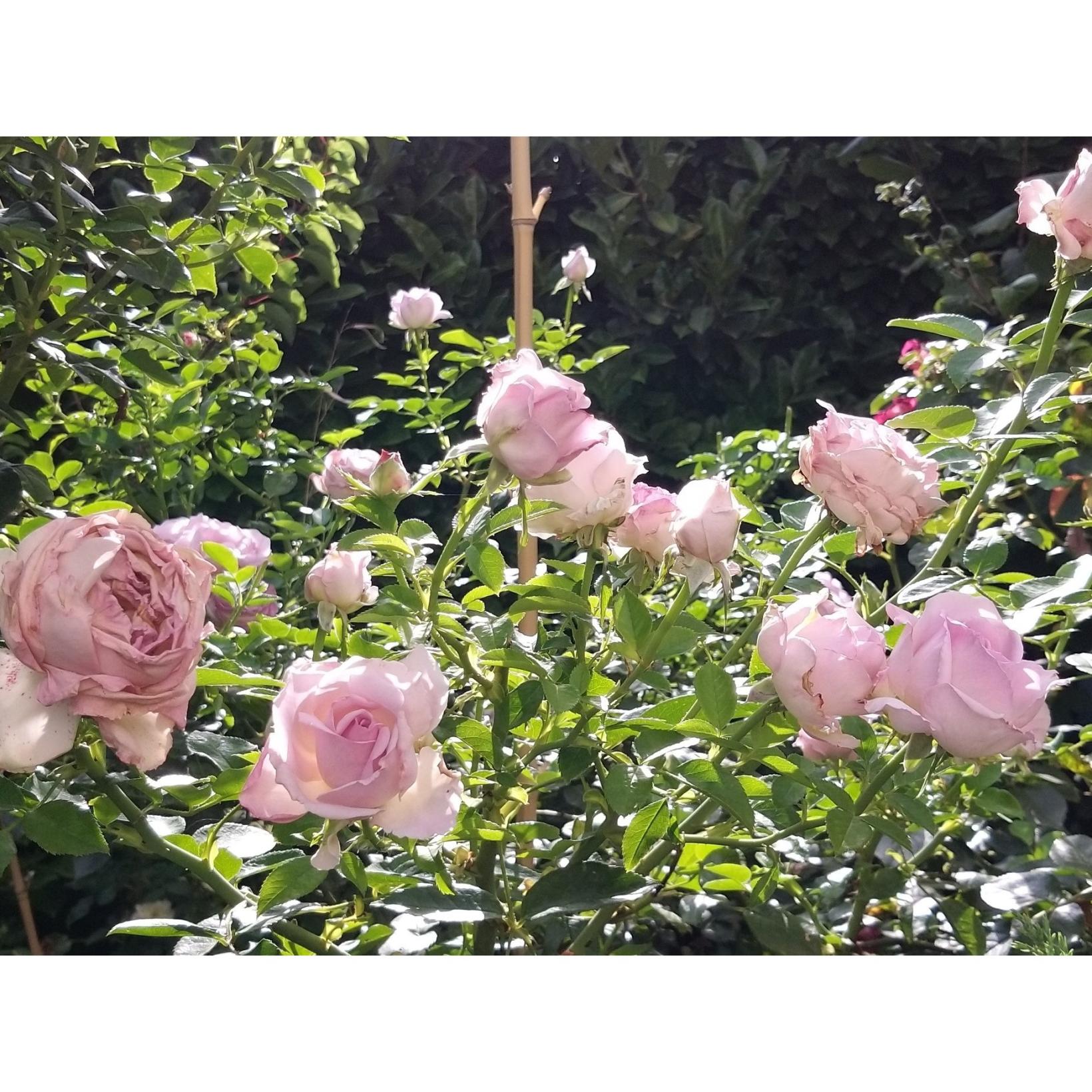 Rosier Rose Synactif by Shiseido - Grandes fleurs mauve lilas, doubles ...