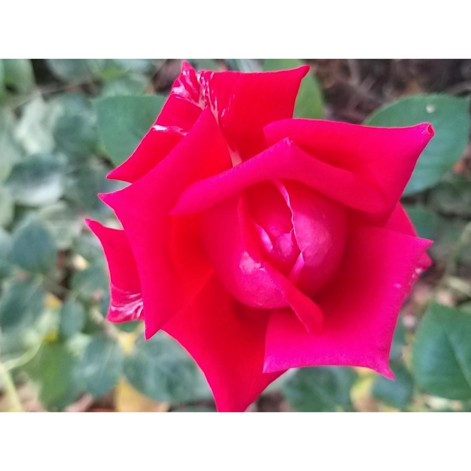 Rosier à grandes fleurs Rouge Adam Adahuin - Fleurs turbinées rouge ...