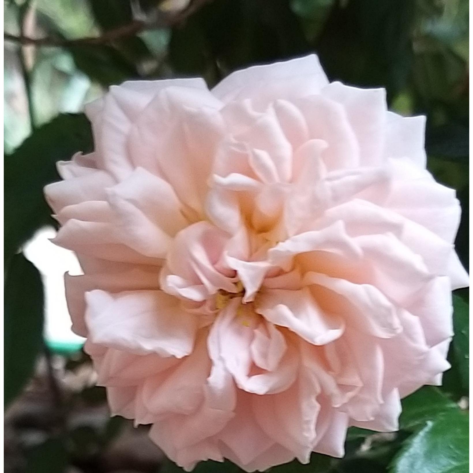 Rosa Cremosa - Rosier buisson floribunda à fleurs abricot rosé label ADR