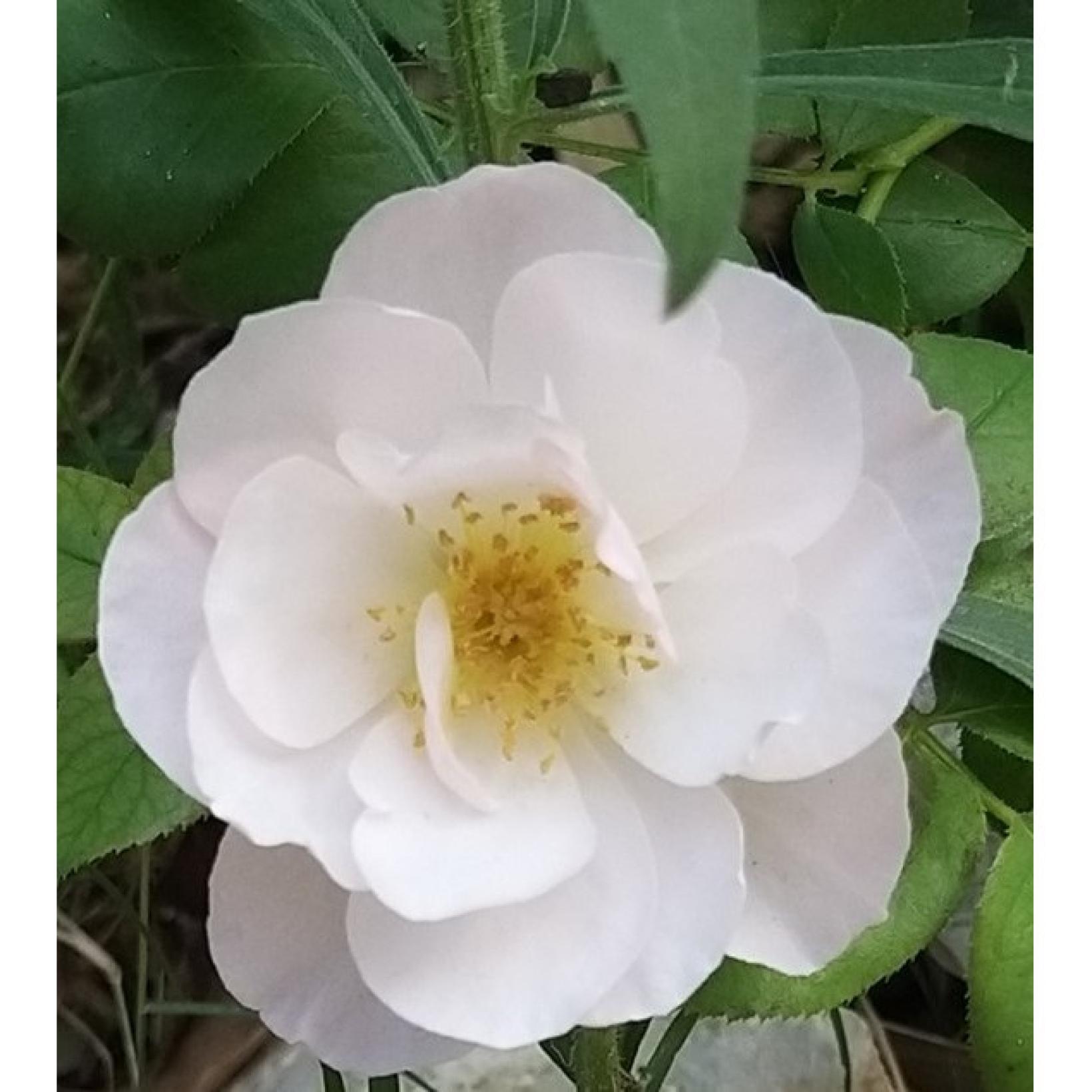 Rosa Pear - Rosier à fleurs semi doubles rose pâle - Parfum épicé et ...