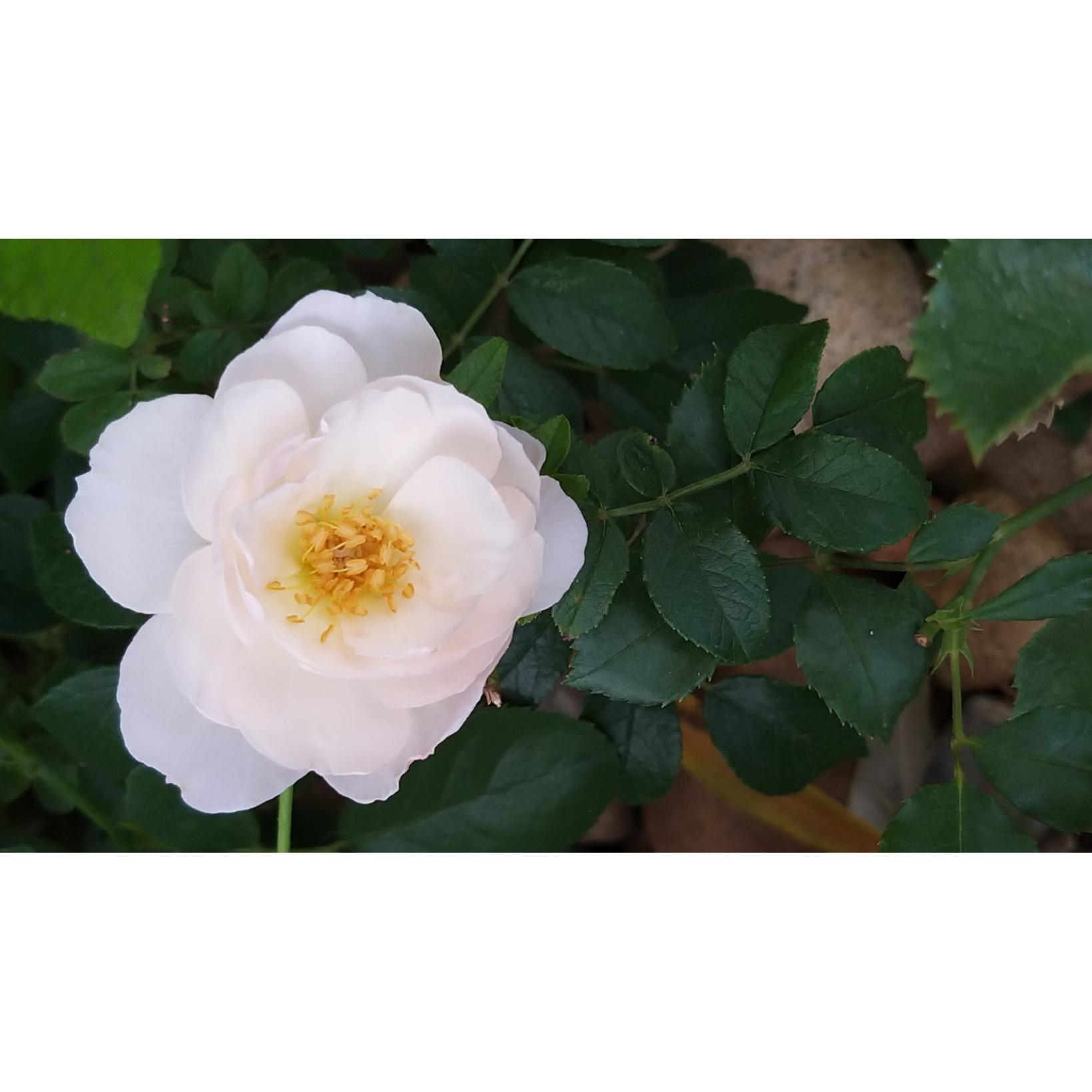 Rosa Pear - Rosier à fleurs semi doubles rose pâle - Parfum épicé et ...