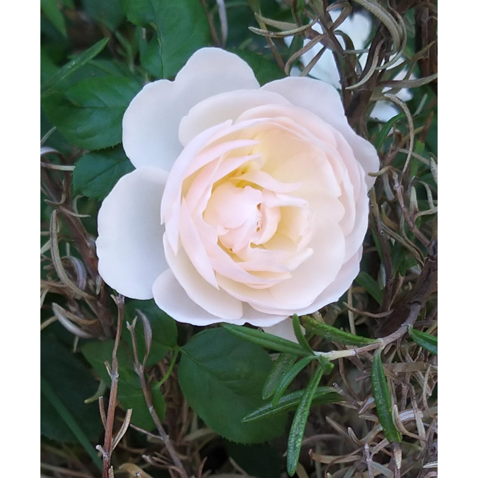 Rosa Pear - Rosier à fleurs semi doubles rose pâle - Parfum épicé et ...