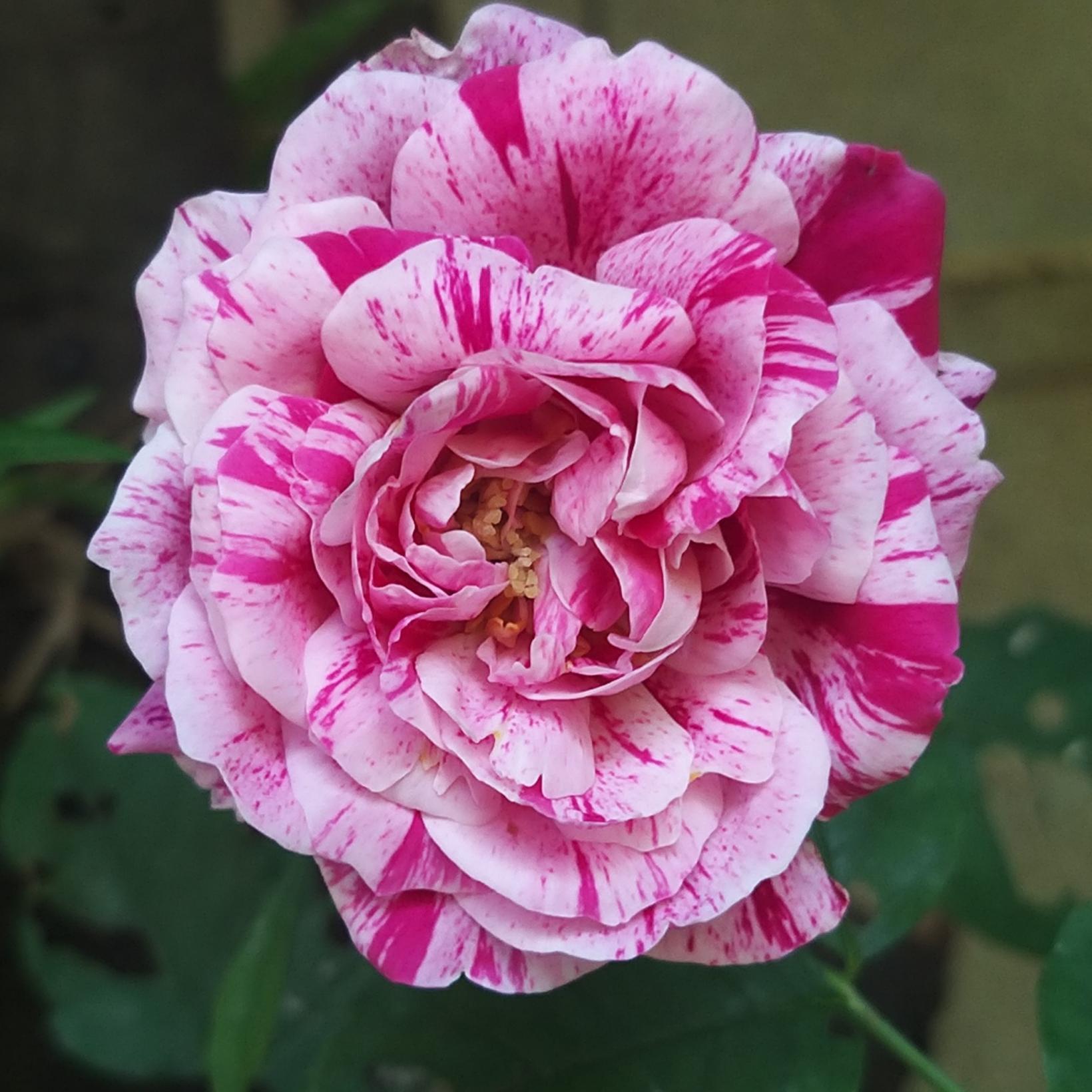 Rosa Ferdinand Pichard - Rosier ancien remontant - Varité arbustive ...