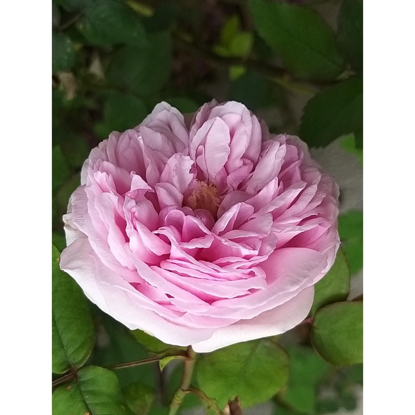 Rosa Madame Ernest Calvat - Rosier Bourbon - Rose ancienne parfumées.