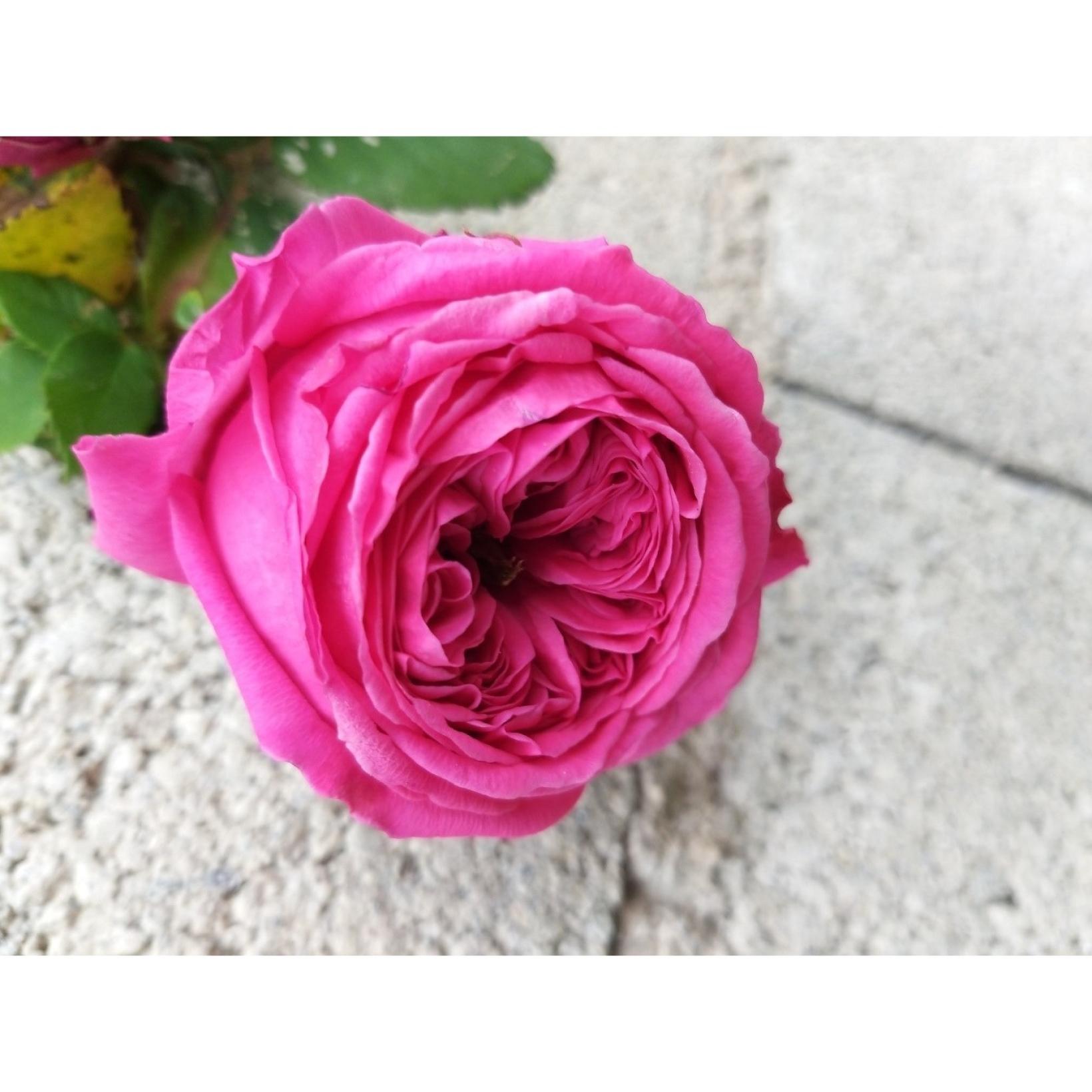 Rosier ancien Mme Issac Pereire - De grandes fleurs très doubles rose ...