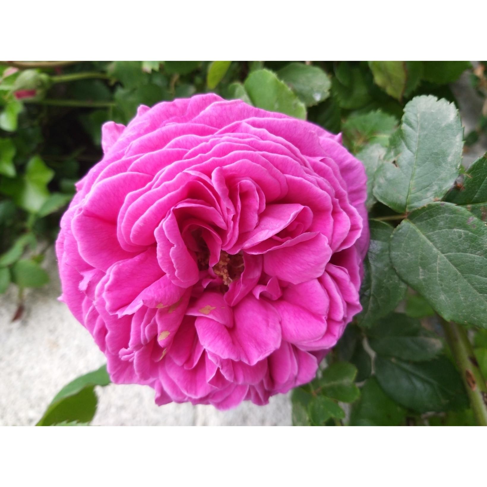 Rosier ancien Mme Issac Pereire - De grandes fleurs très doubles rose ...