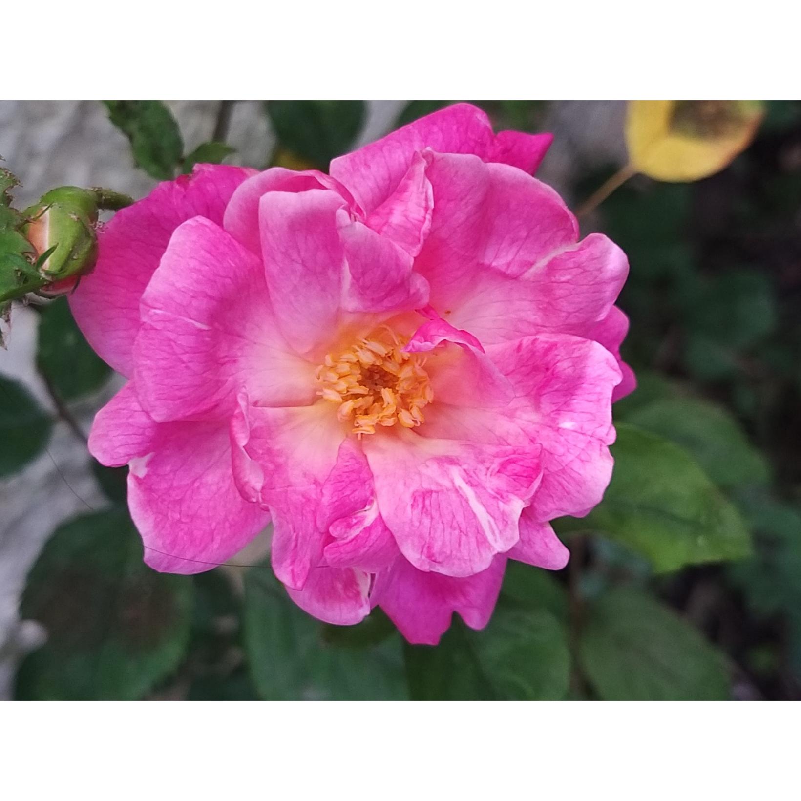 Rosa (x) chinensis Old Blush - Rosier Parsons - Rosier Pink China