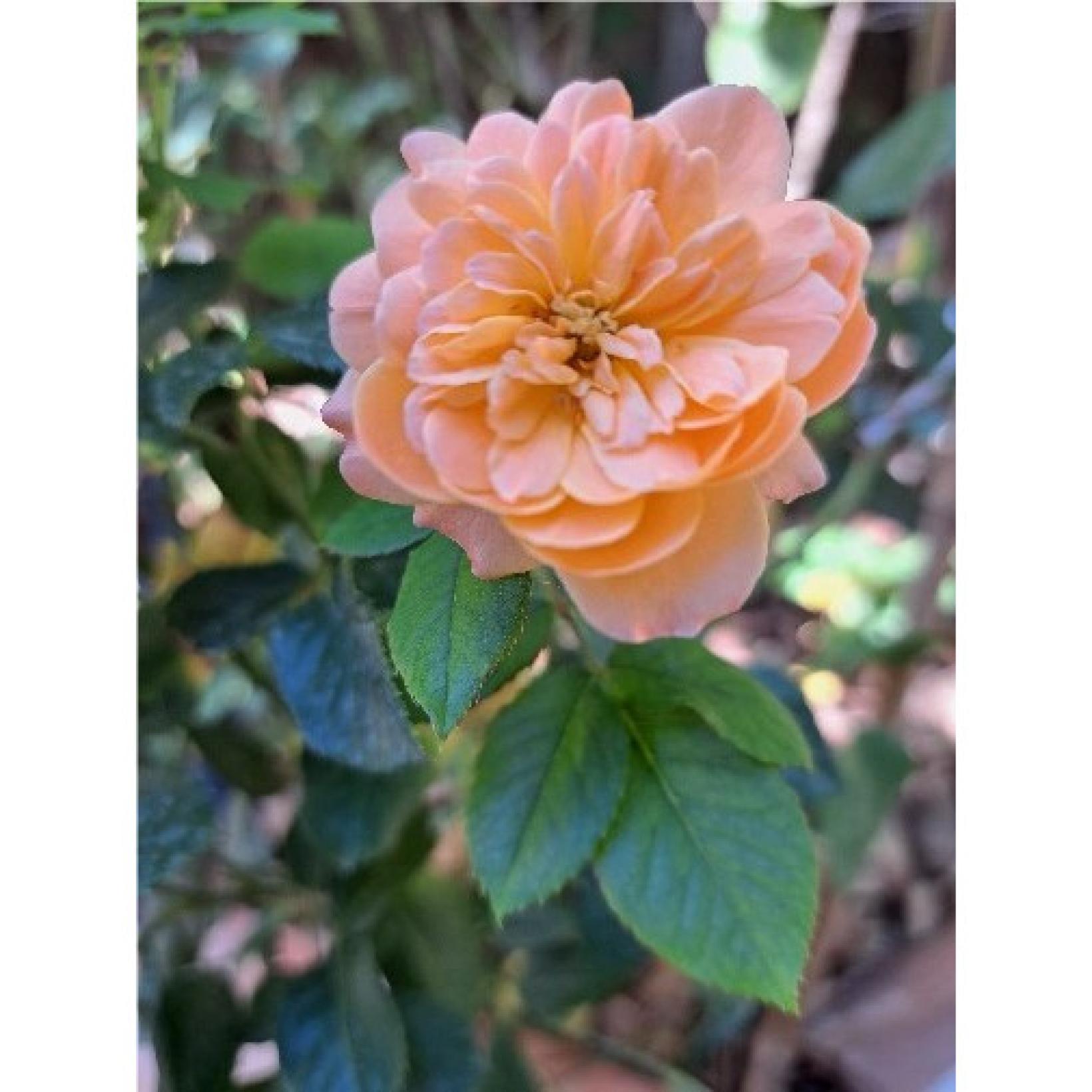 Rosier King Arthur, Rosier anglais English Legend, arbustif couleur abricot