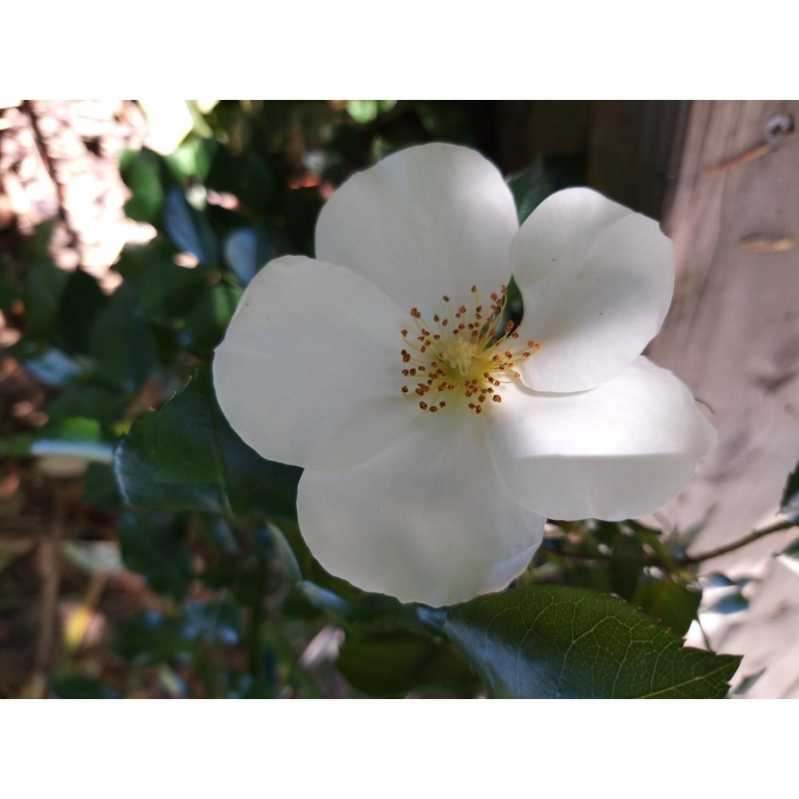 Rosa Escimo Kormifari - Rosier arbustif à fleurs simples blanches ...