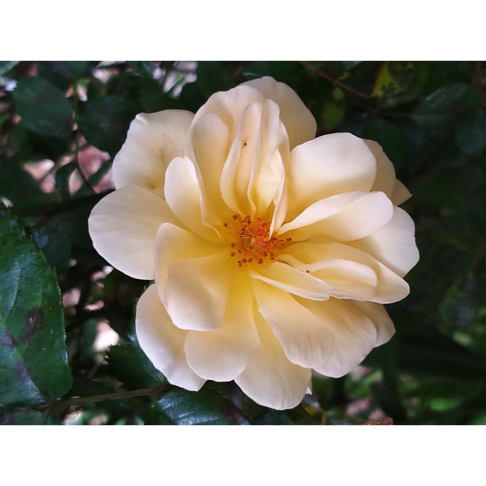 Rosa Amber Sun, obtention Kordes, rosiers couvre sol, floribunda.