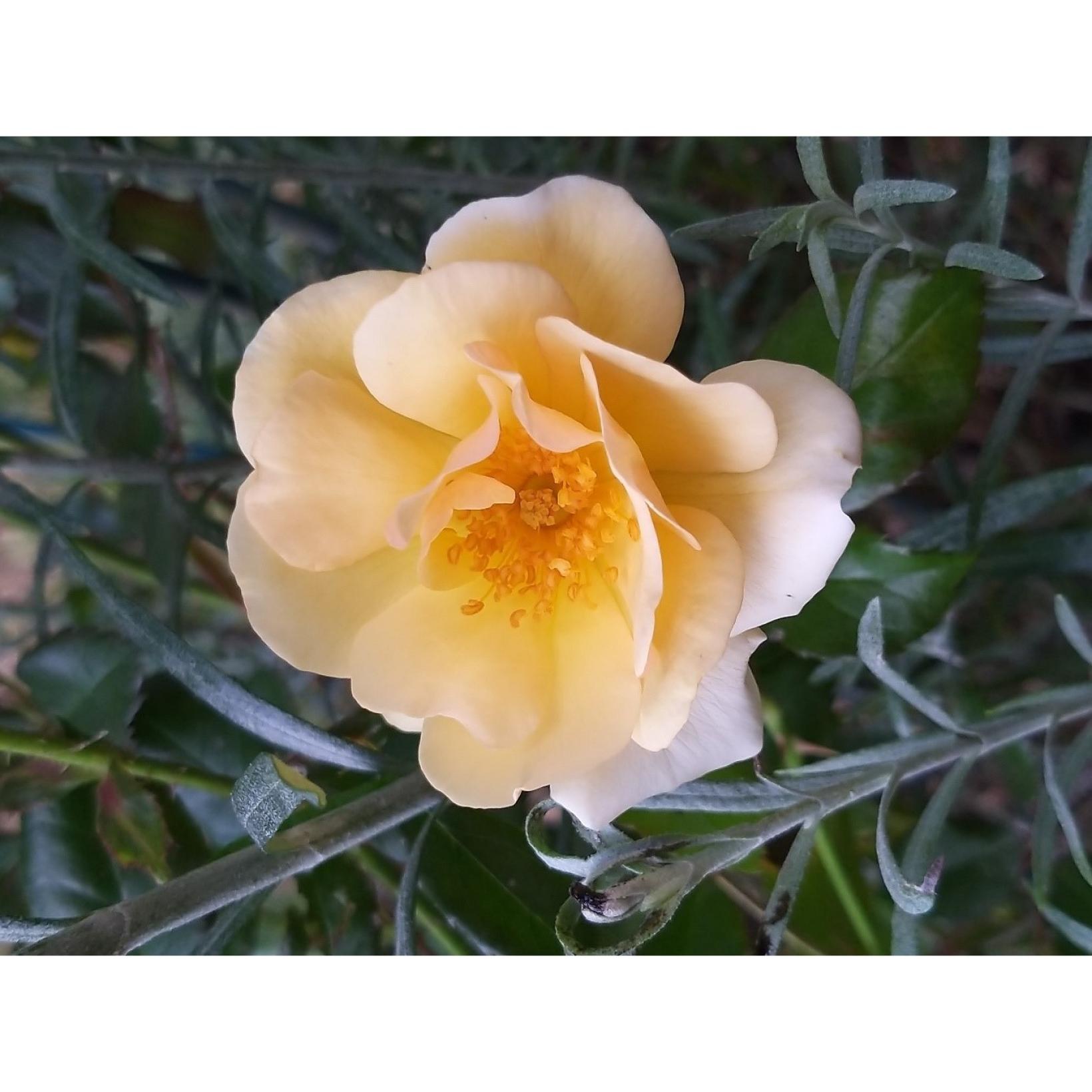 Rosa Amber Sun, obtention Kordes, rosiers couvre sol, floribunda.