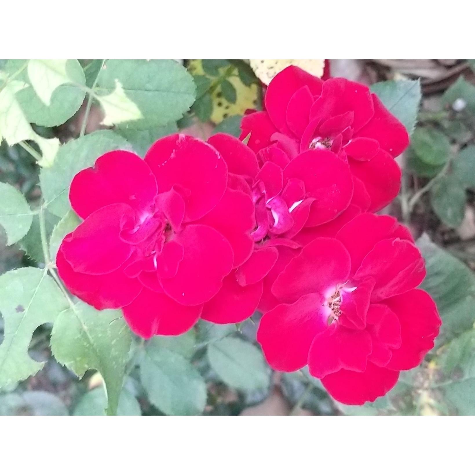 Rosier couvre-sol Marondo - Rosier paysager à floraison rouge velours.