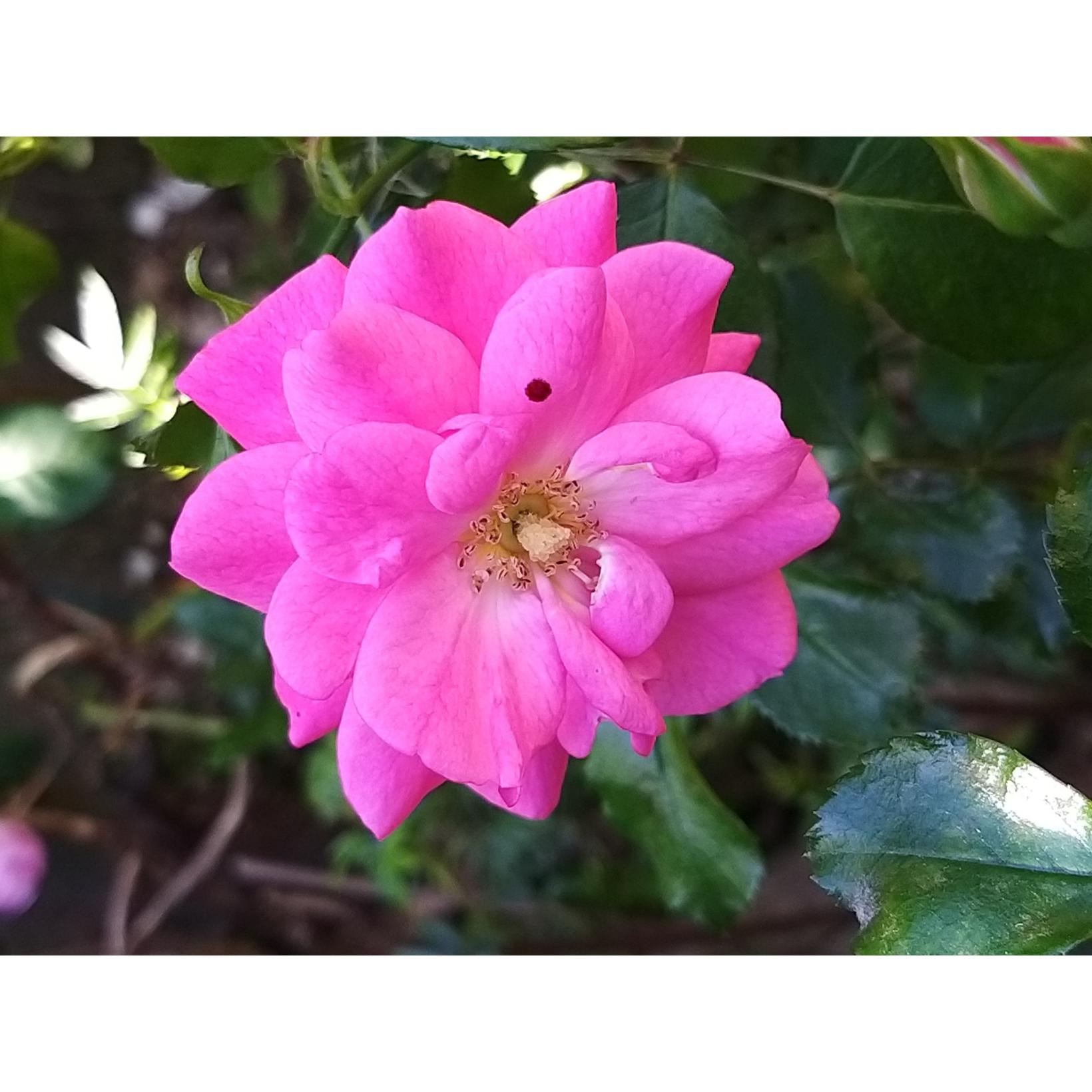 Rosier Couvre-sol Mirato® 'Tanotax', - Rosa (x) polyantha - Grand ...