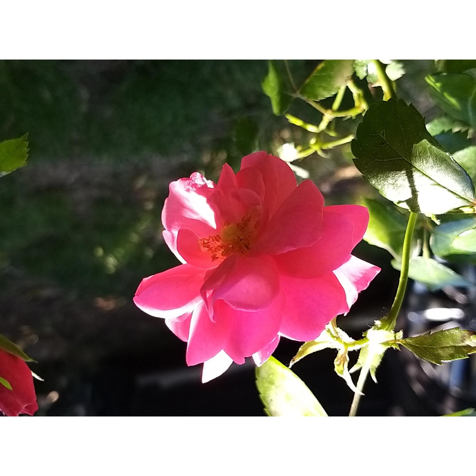 Rosier Couvre-sol Mirato® 'Tanotax', - Rosa (x) polyantha - Grand ...