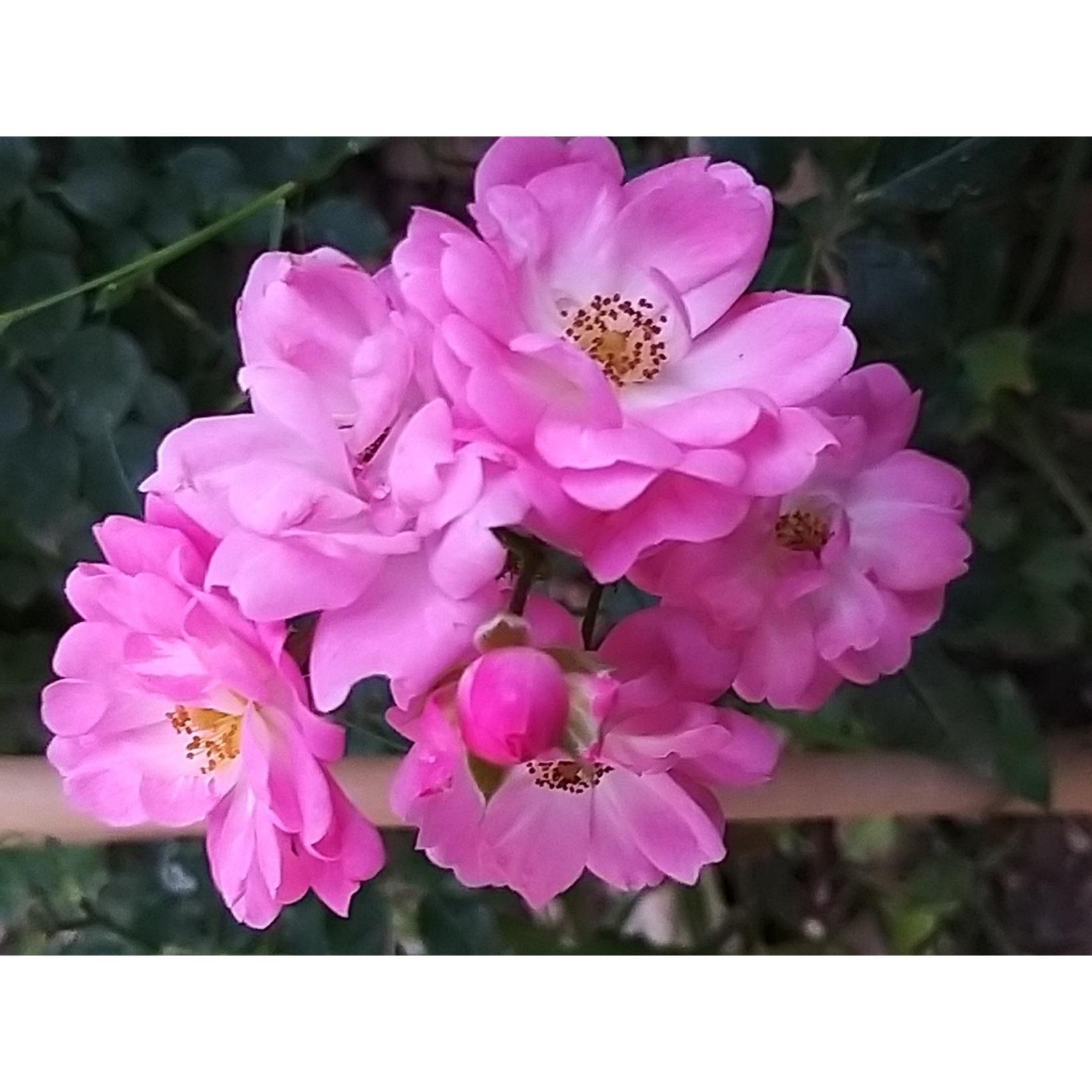 Rosier couvre-sol Satina - Rosa (x) polyantha - Fleurs rose tendre au ...