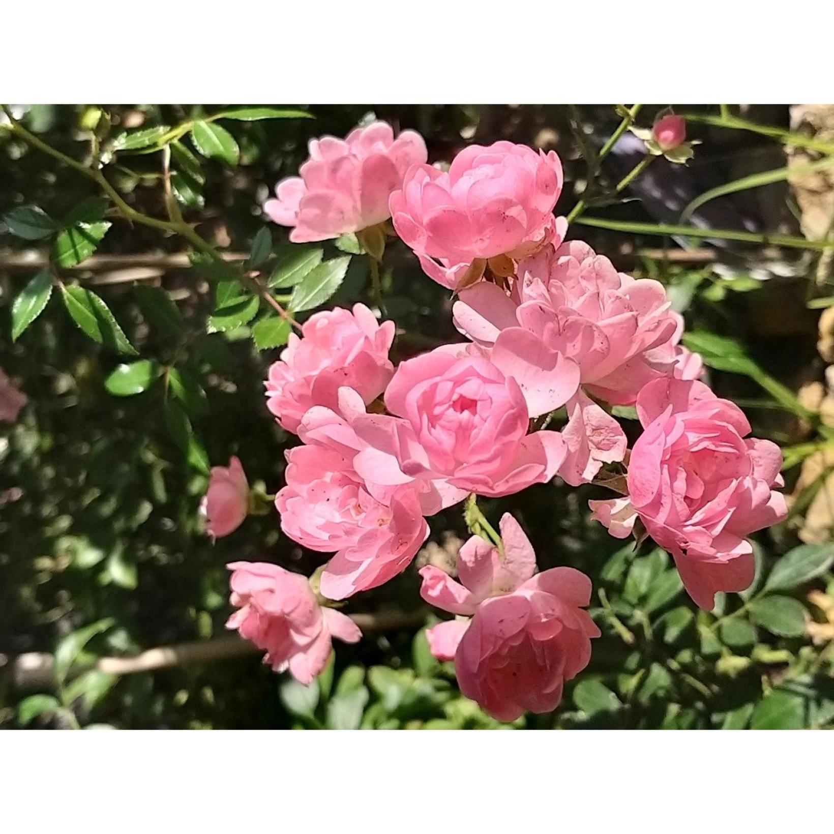 Rosier Couvre Sol The Fairy - Un rosier inratable, à l'aise partout ...