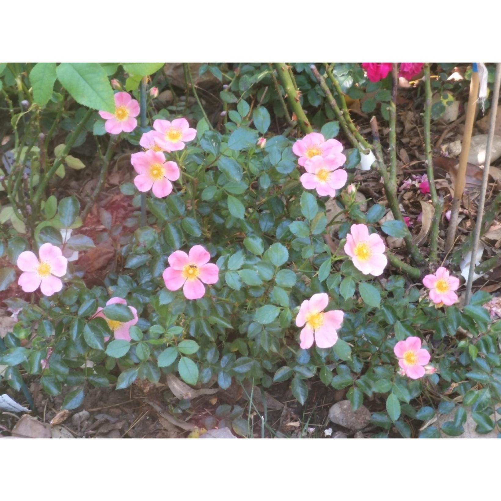 Rosier Topolina - Rosa (x) couvre-sol, tapissant, florifère, à fleurs ...