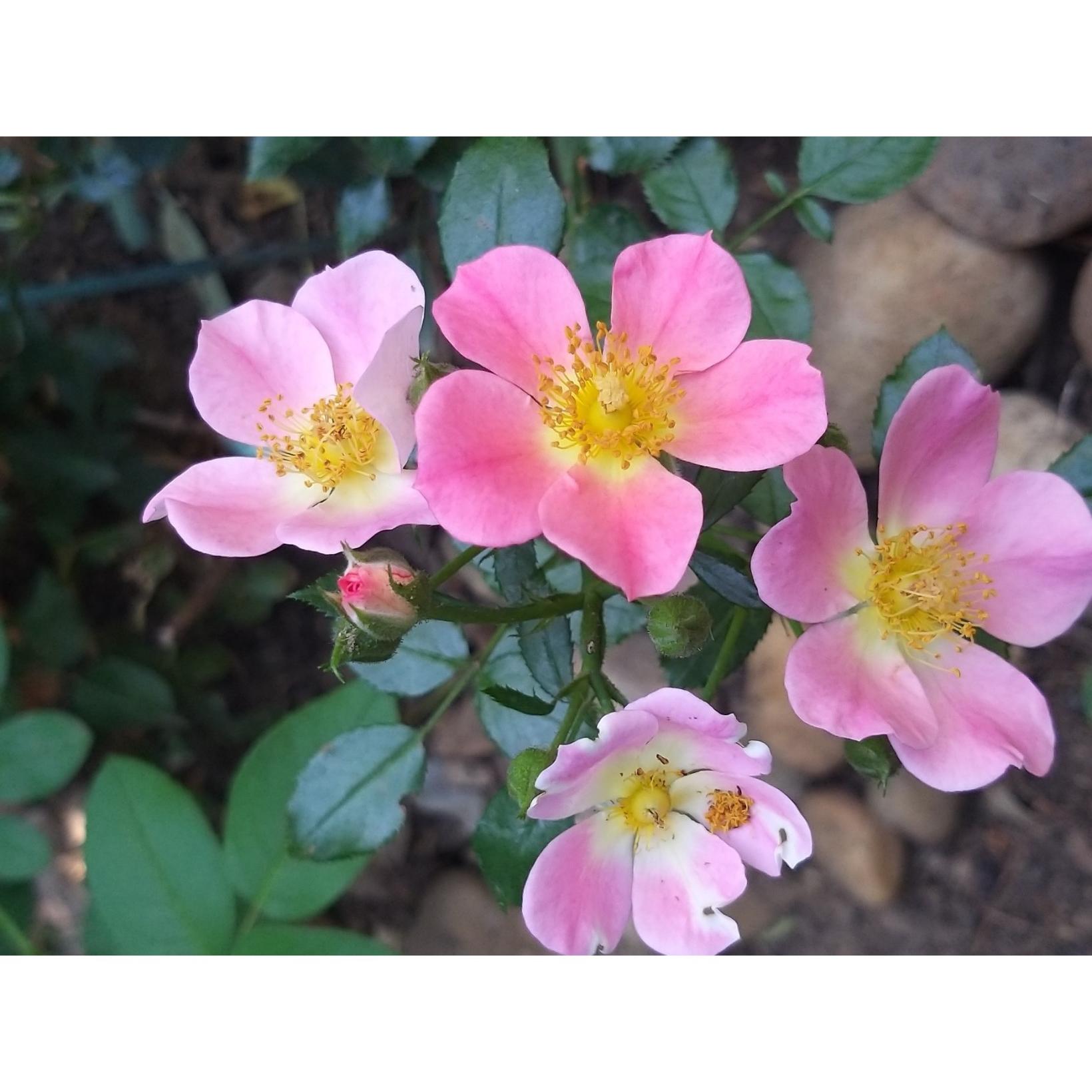 Rosier Topolina - Rosa (x) couvre-sol, tapissant, florifère, à fleurs ...